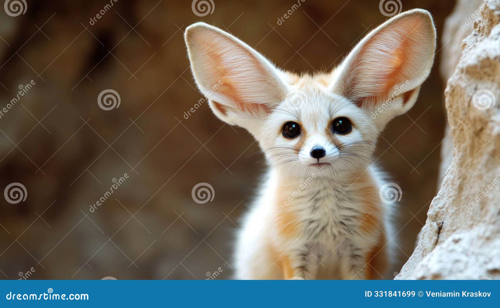 A Fennec Fox, a Small Fox with Large Ears Stock Illustration ...