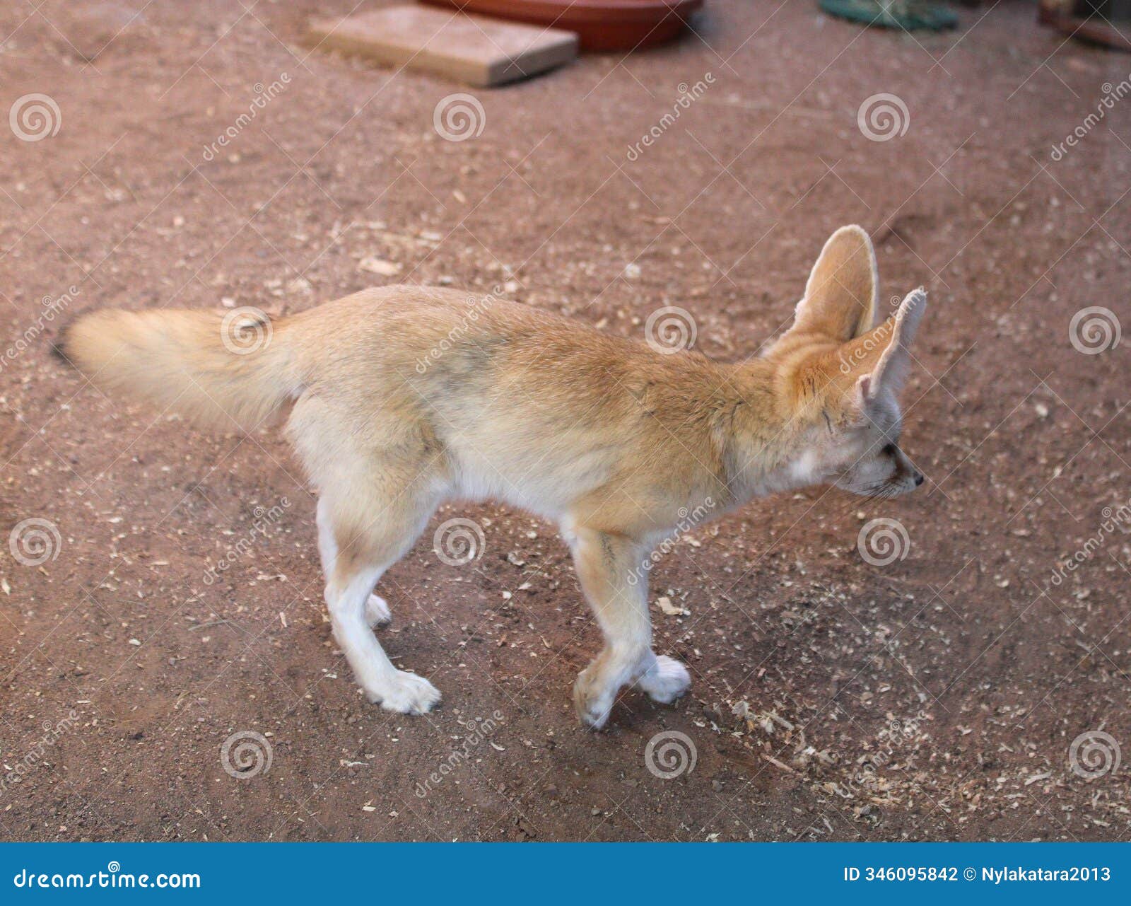 Fennec Fox, Mammalia, Small Canids, in the Arizona Desert Stock Photo ...