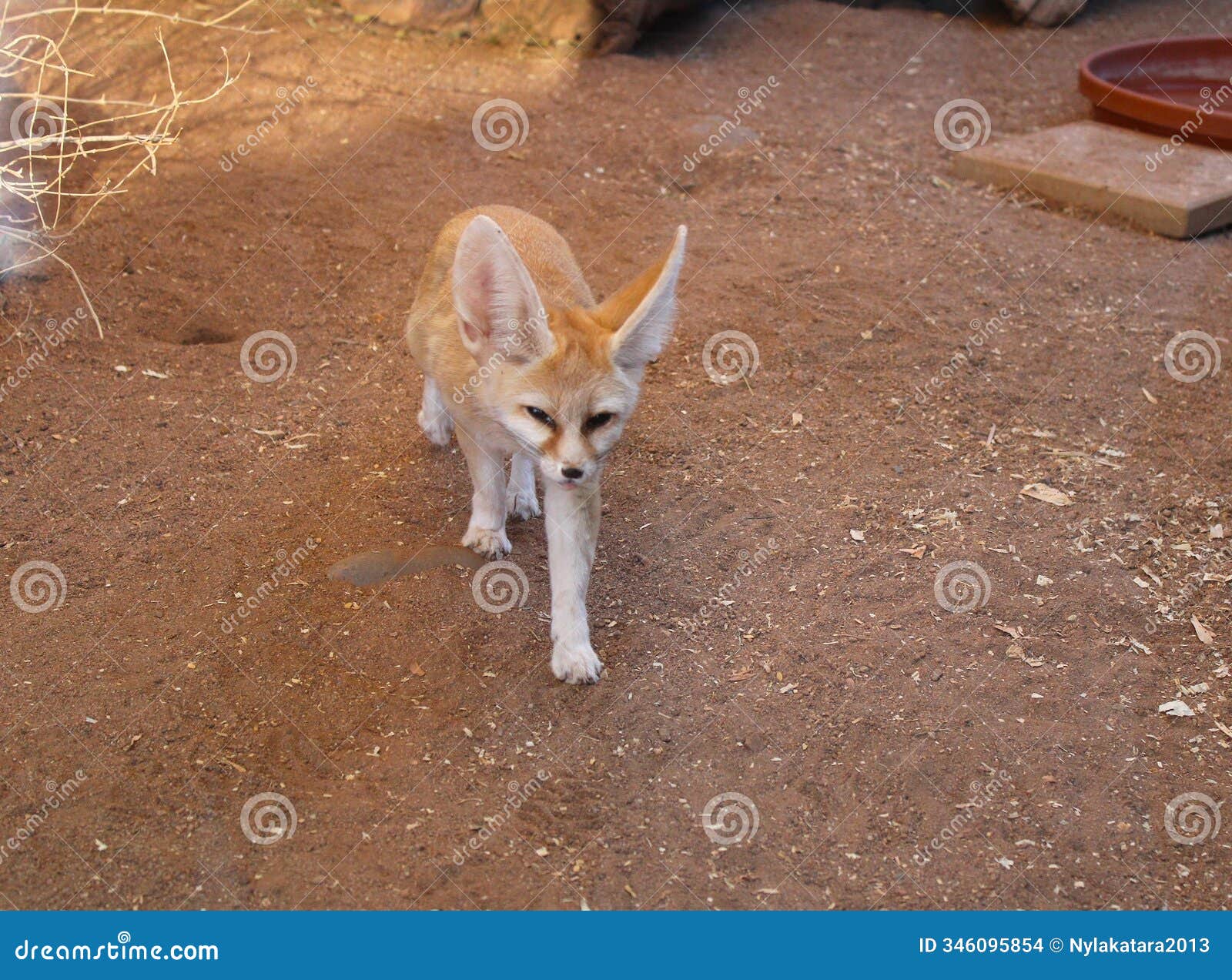 Fennec Fox, Mammalia, Small Canids, in the Arizona Desert Stock Photo ...