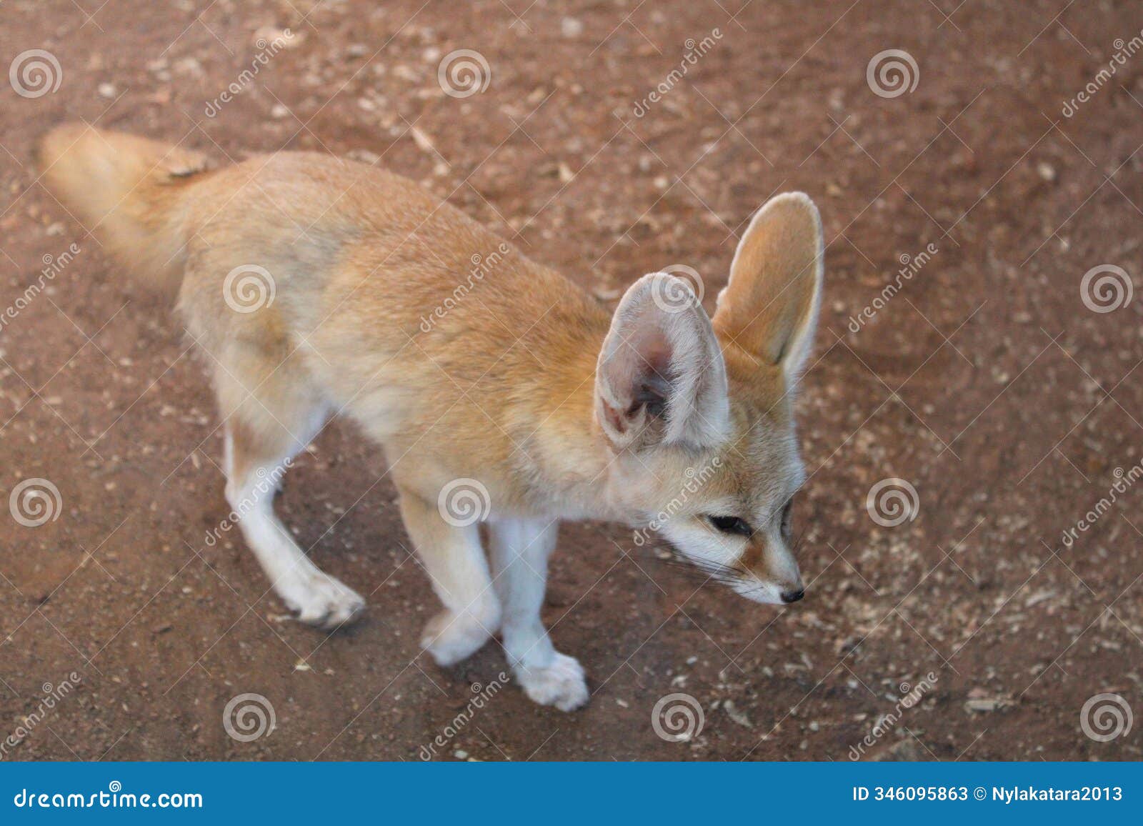 Fennec Or Desert Fox, Fennecus Zerda, Female Carrying Young By Neck ...