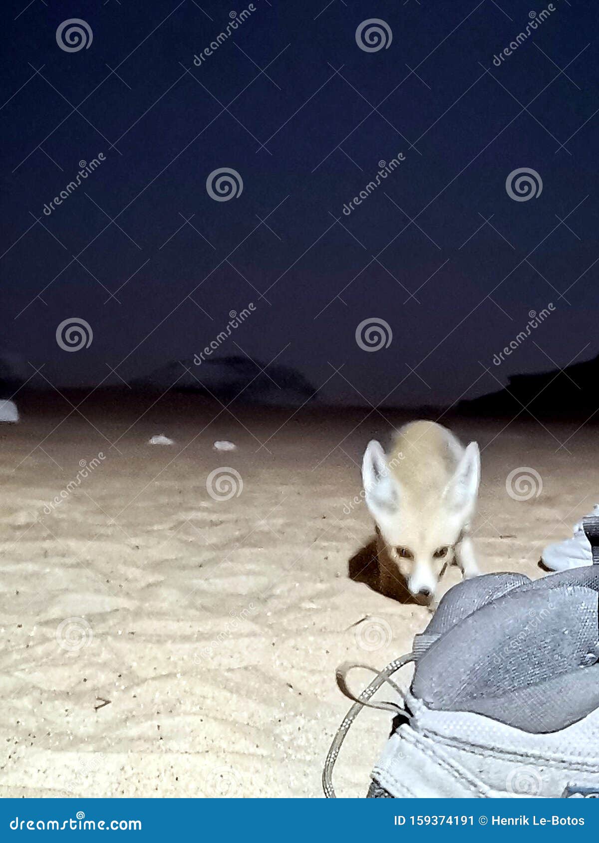 Fennec fox stealing shoe stock image. Image of drawing - 159374191