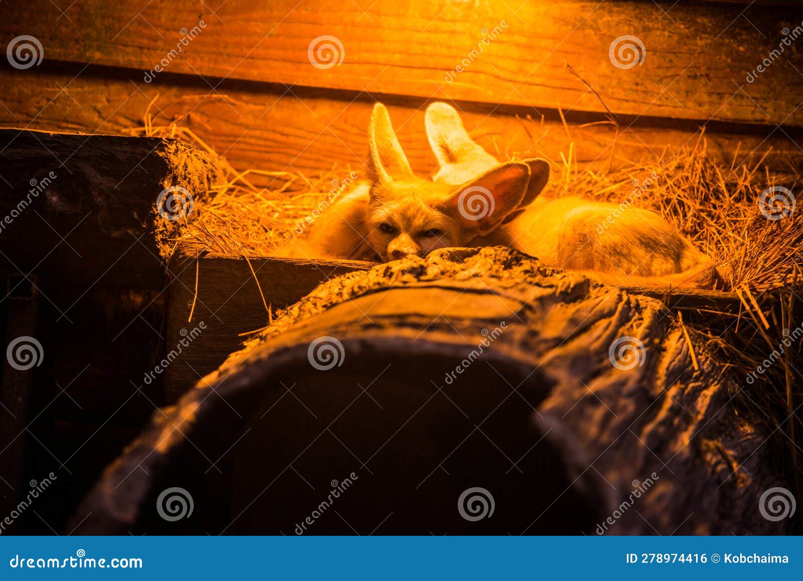 Fennec Fox in Thai stock photo. Image of brown, mammal - 278974416