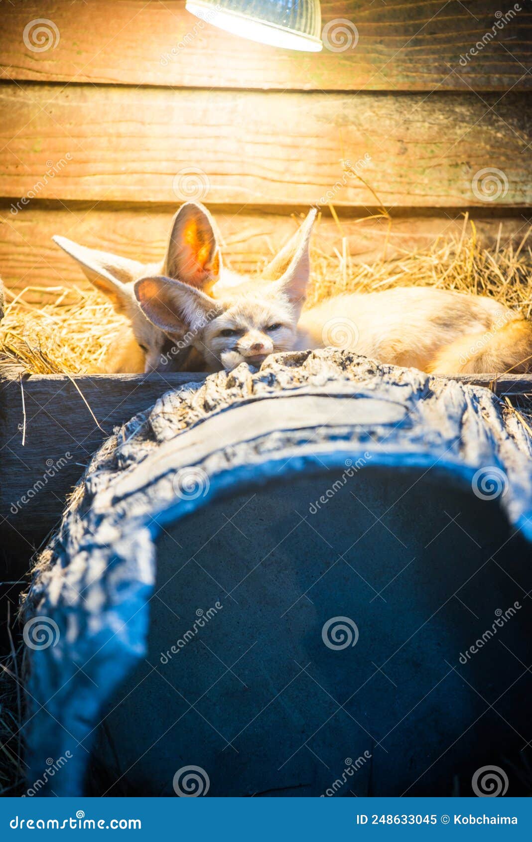 Fennec Fox in Thai stock image. Image of nature, zoological - 248633045