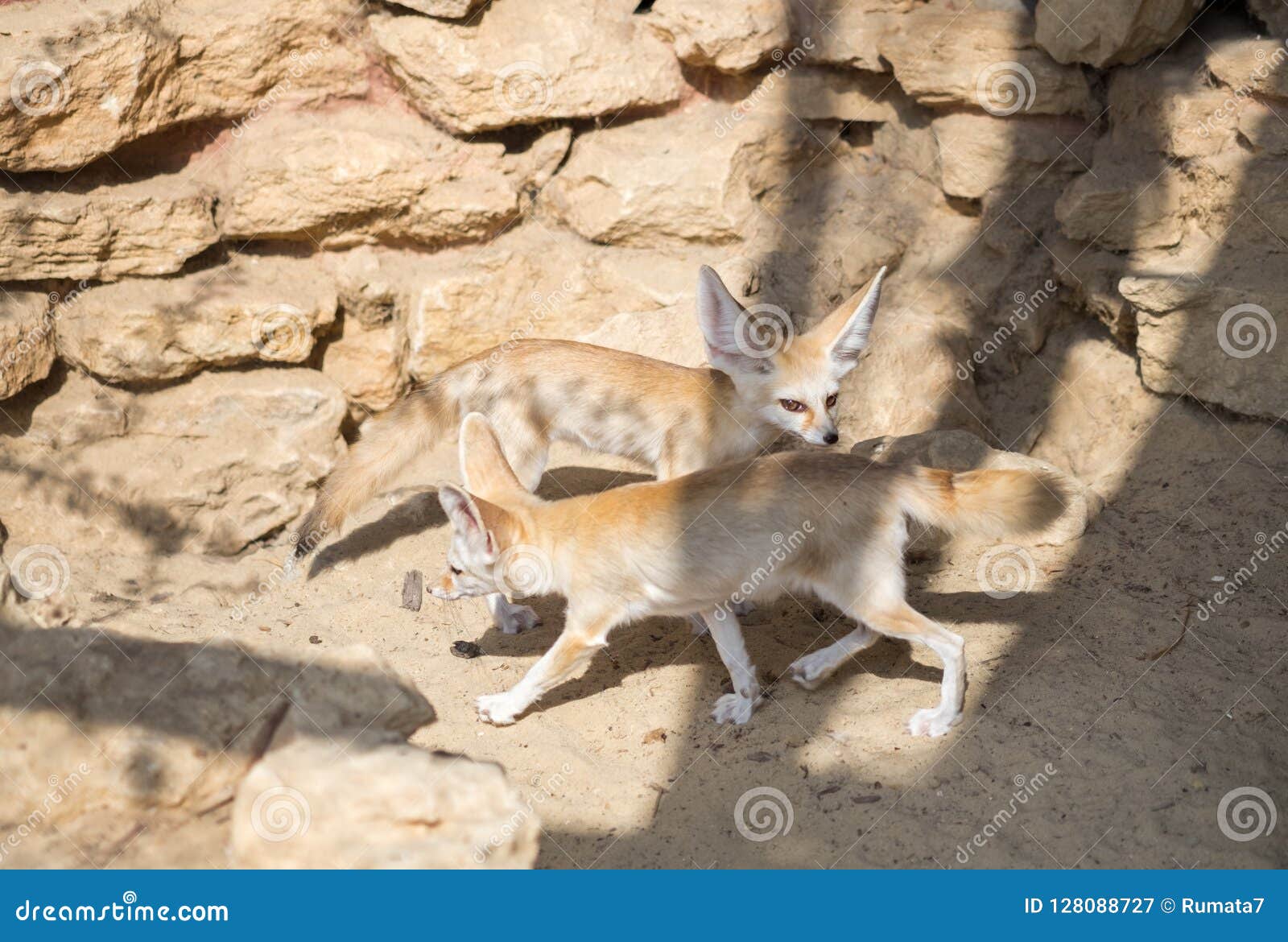 Two Fennec Fox Vulpes Zerda Stock Image - Image of stone, orange: 128088727