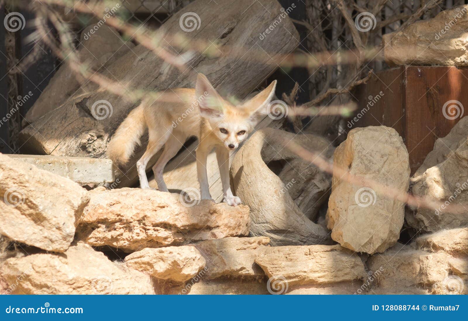 Fennec fox Vulpes zerda stock photo. Image of wild, orange - 128088744