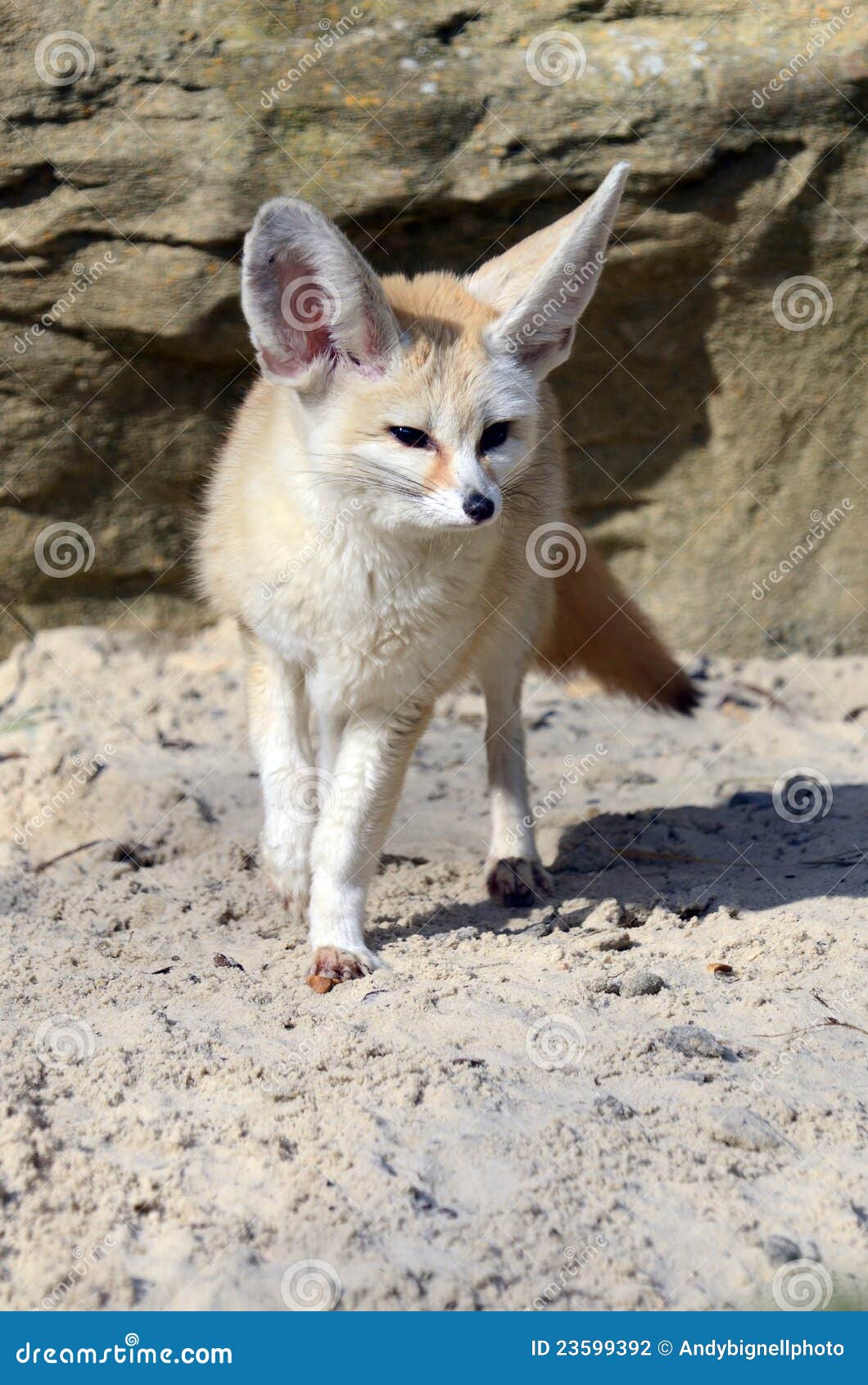Fennec Fox (Vulpes zerda) stockfoto. Bild von fleischfresser - 23599392