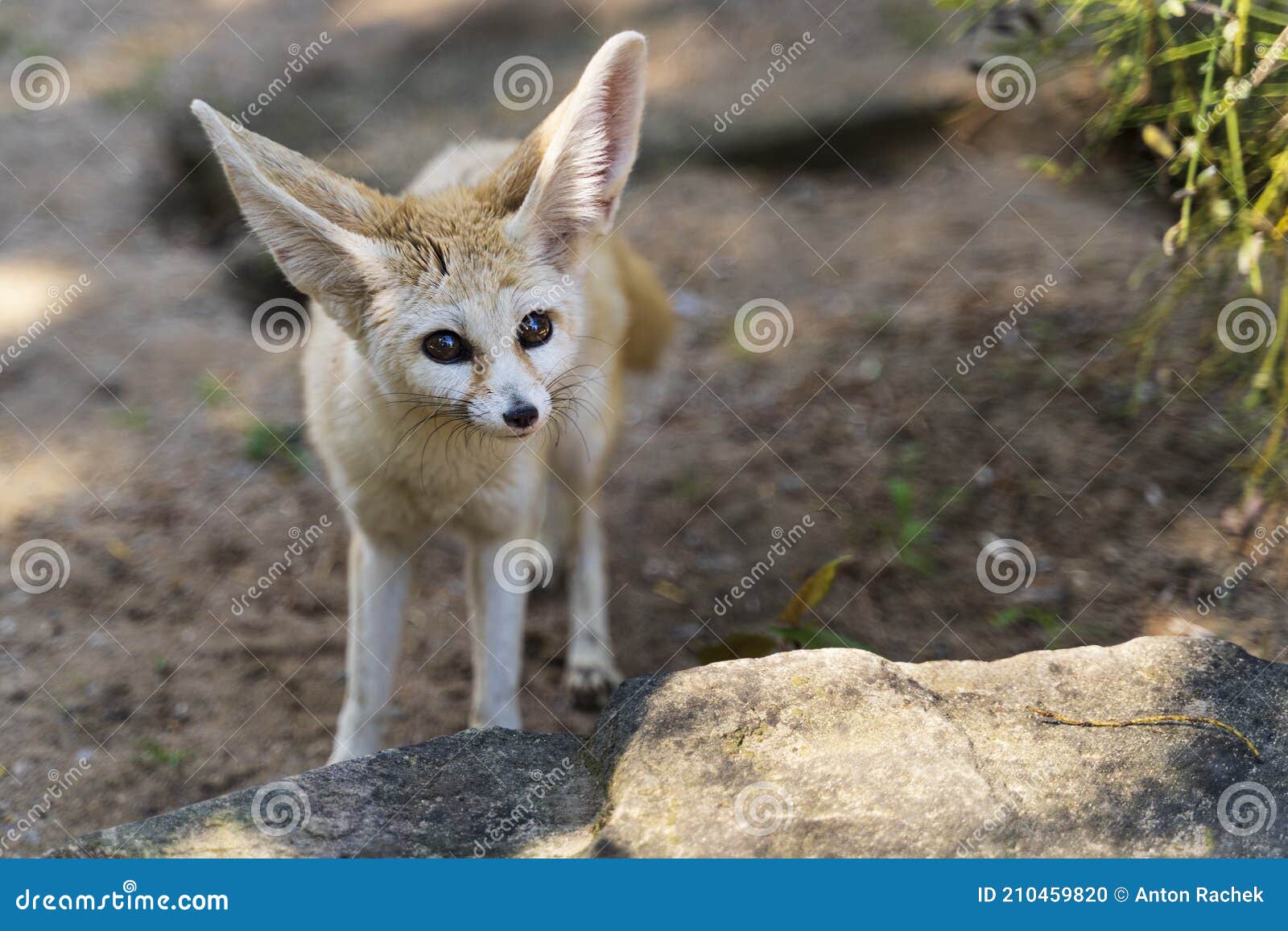 Fennec Fox Vulpes Zerda. Animal Sauvage. Photo stock - Image du afrique ...