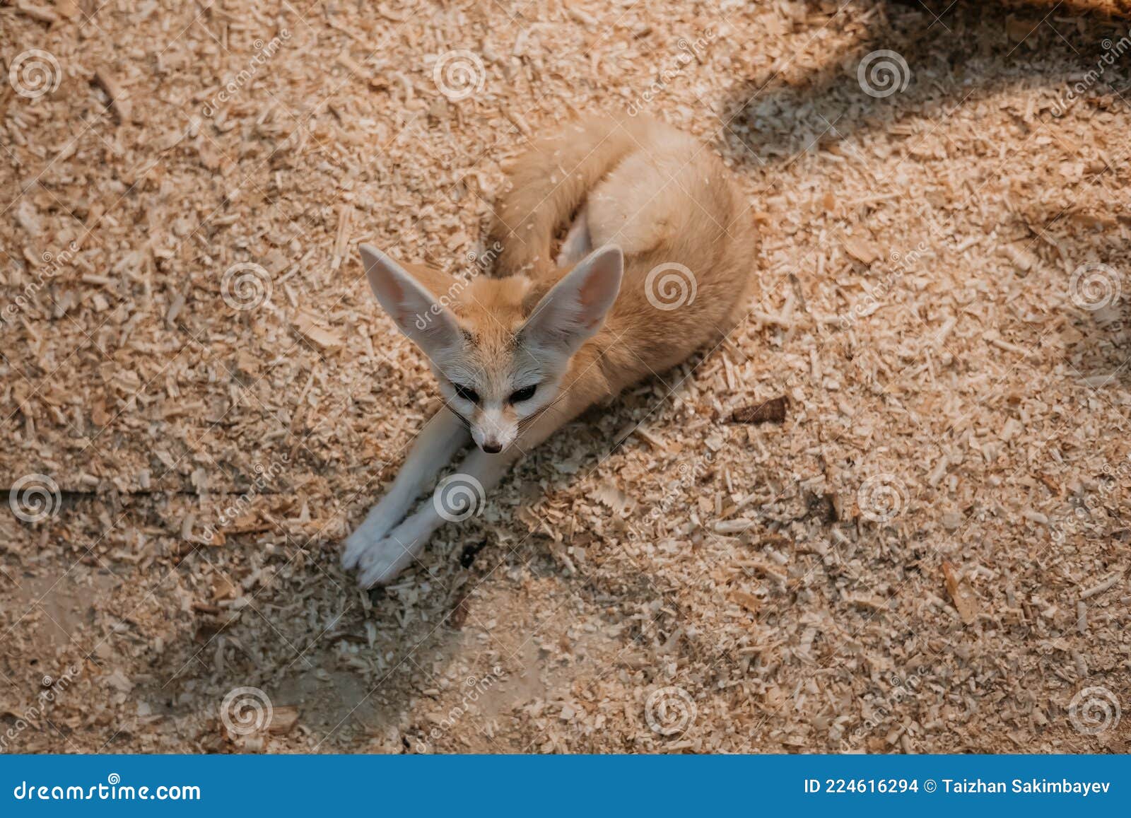 Fennec Fox Vulpes Zerda Close Up , Top View Stock Photo - Image of ...