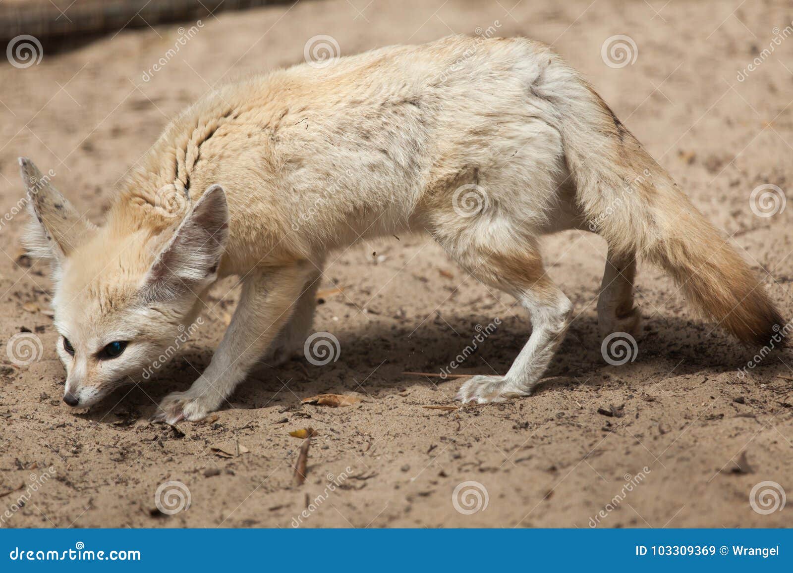 Fennec fox Vulpes zerda. stock image. Image of canids - 103309369