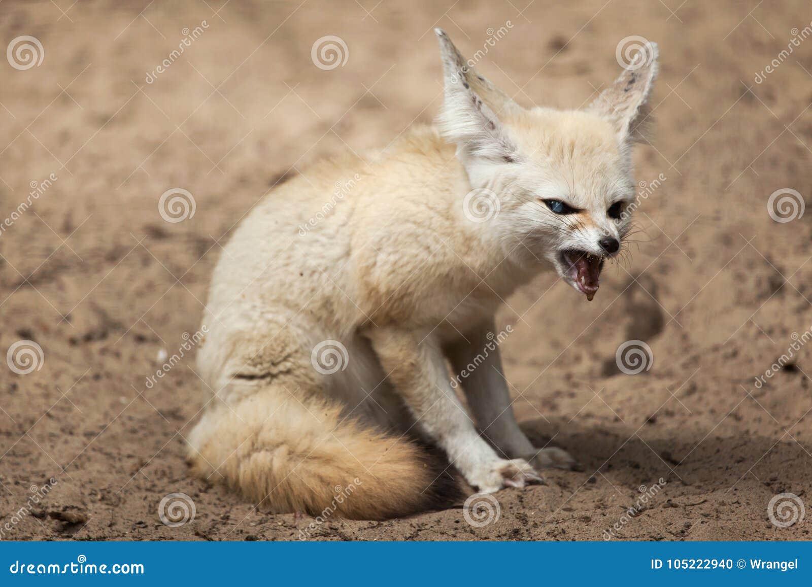Fennec fox Vulpes zerda. stock photo. Image of north - 105222940