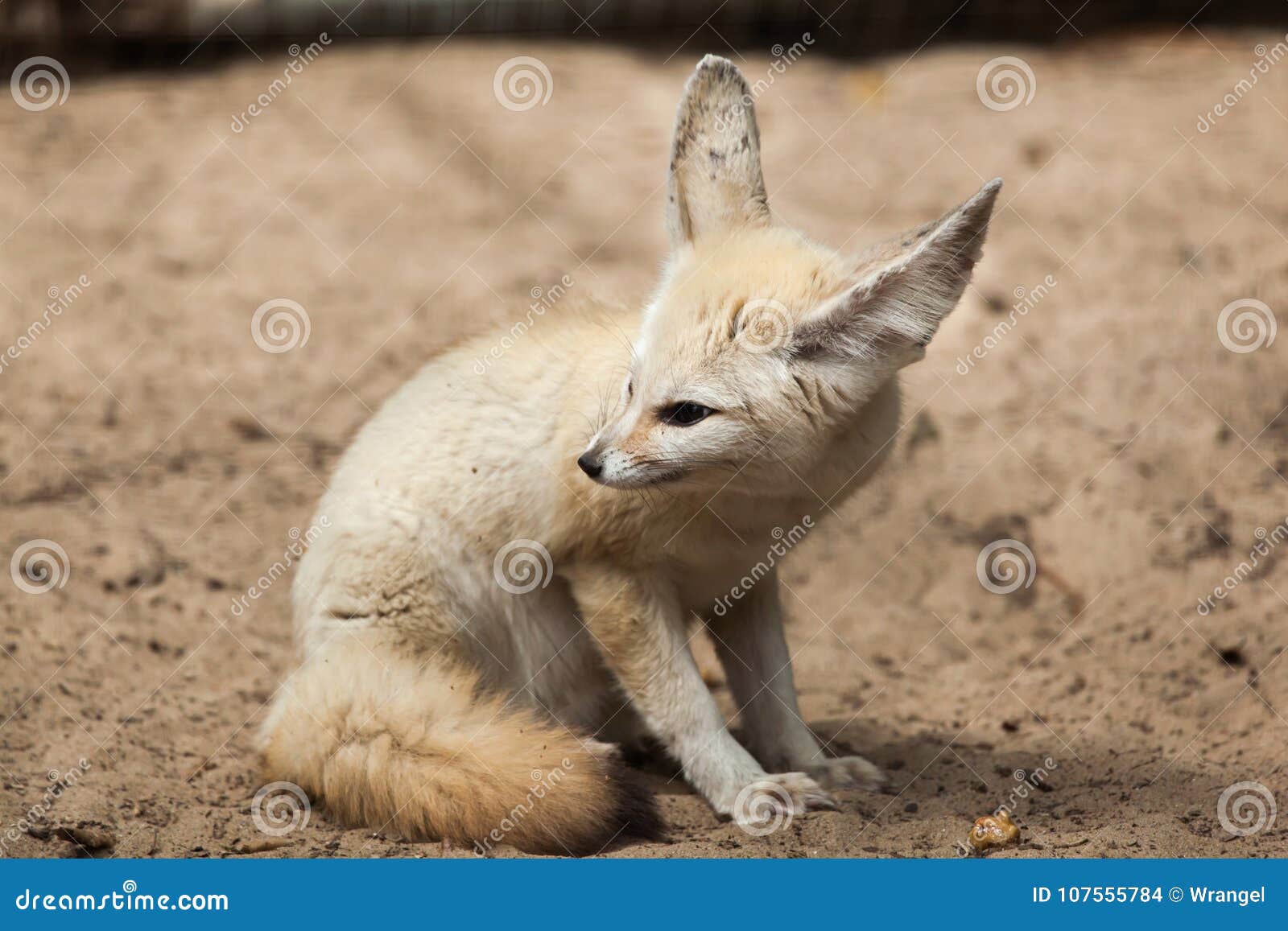 Fennec fox Vulpes zerda. stock photo. Image of fennecs - 107555784