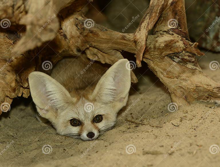 Fennec fox stock image. Image of desert, africa, gaze - 33781499