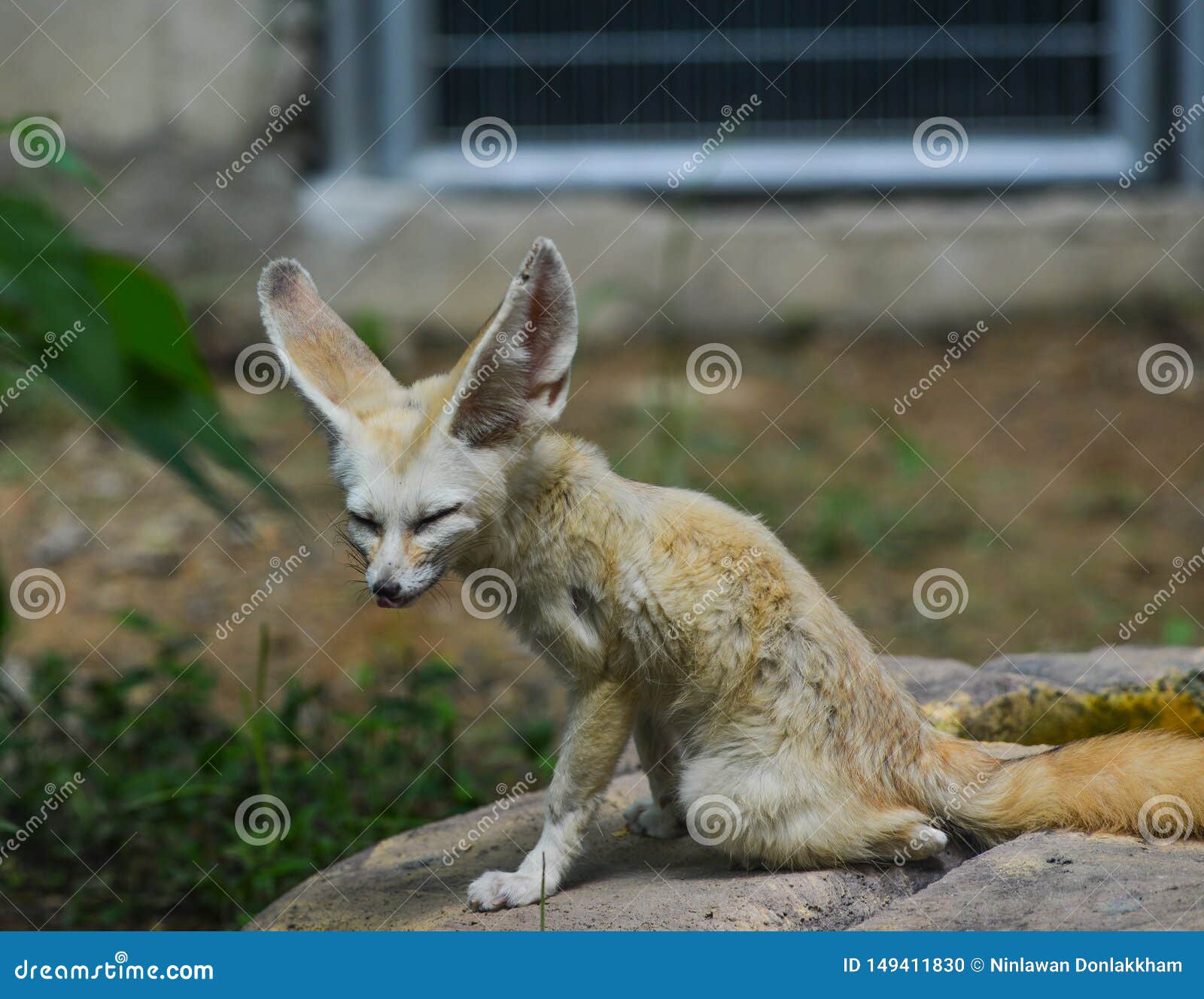 Fennec fox Vulpes zerda stock photo. Image of mammal - 149411830