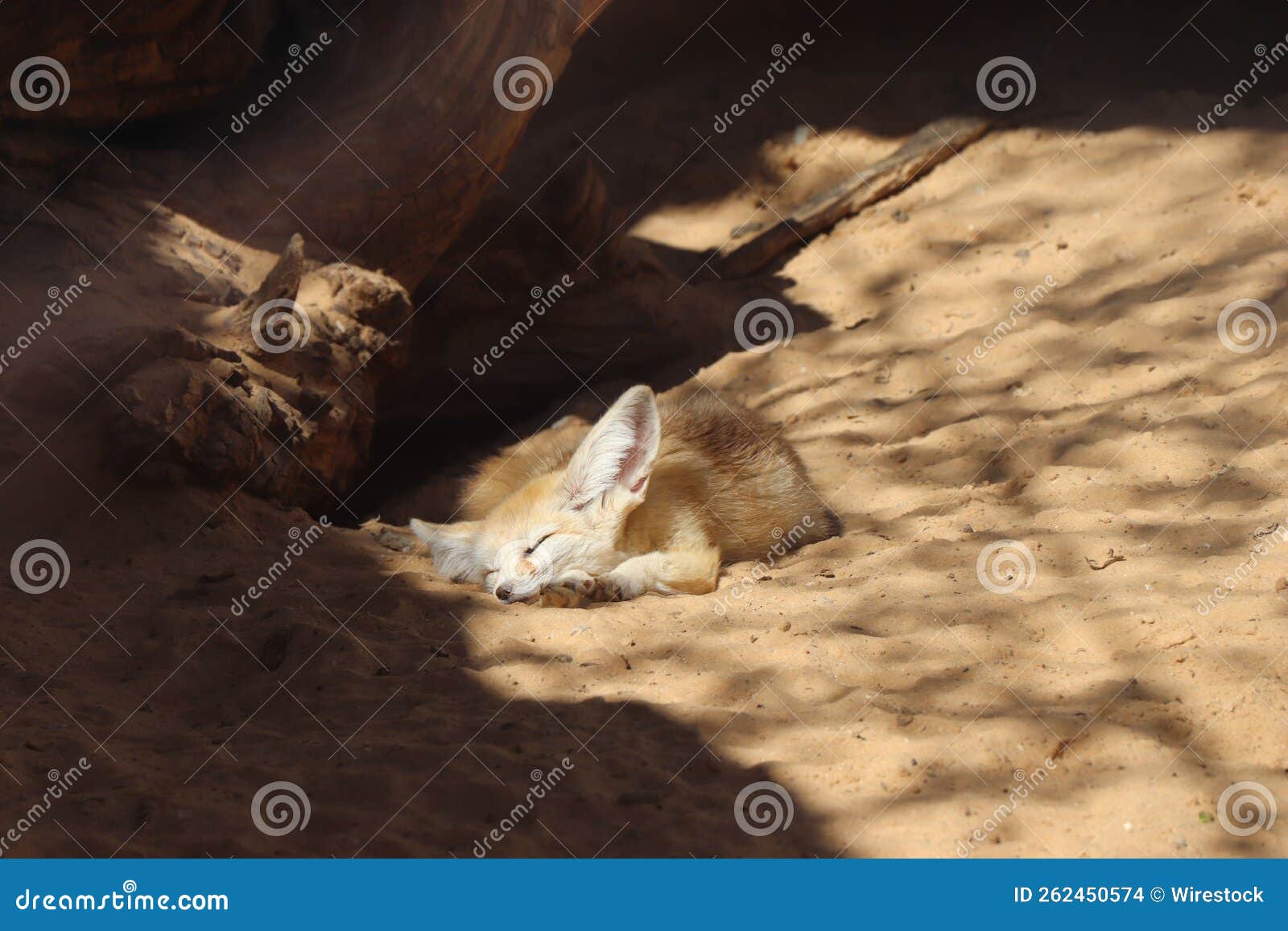 Fennec Fox (vulpes Zerda) Sleeping on the Sand Under the Sunlight Stock ...