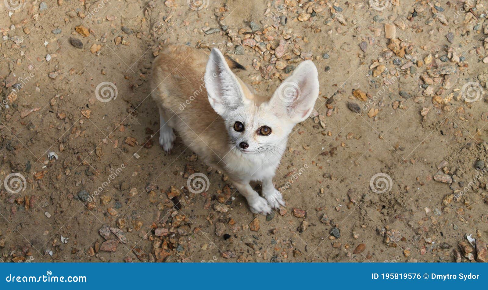 Fennec Fox or Vulpes Zerda Wild Animal Top View Stock Photo - Image of ...