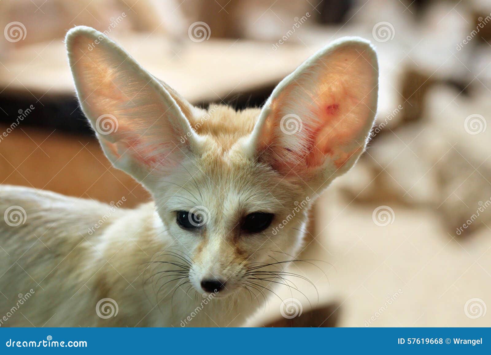 Fennec fox (Vulpes zerda). stock photo. Image of fennecs - 57619668