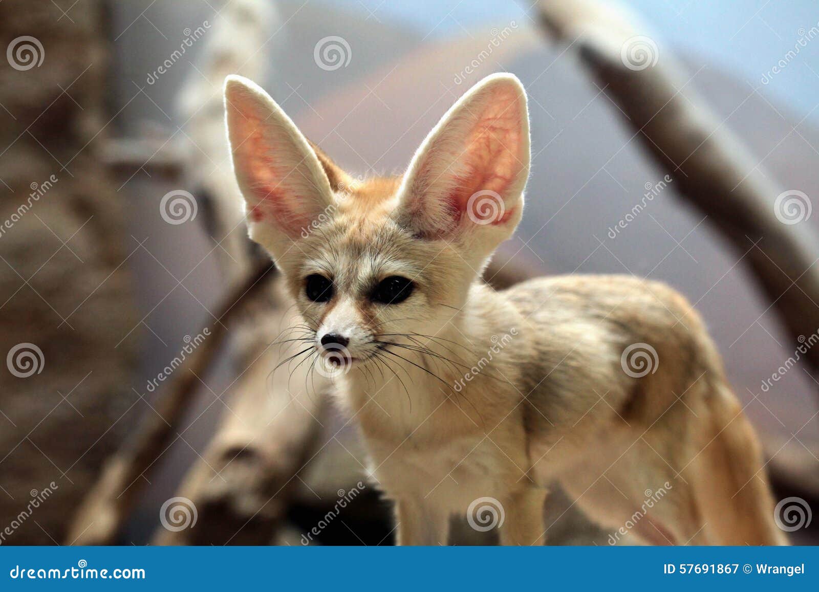 Fennec fox (Vulpes zerda). stock image. Image of mammal - 57691867