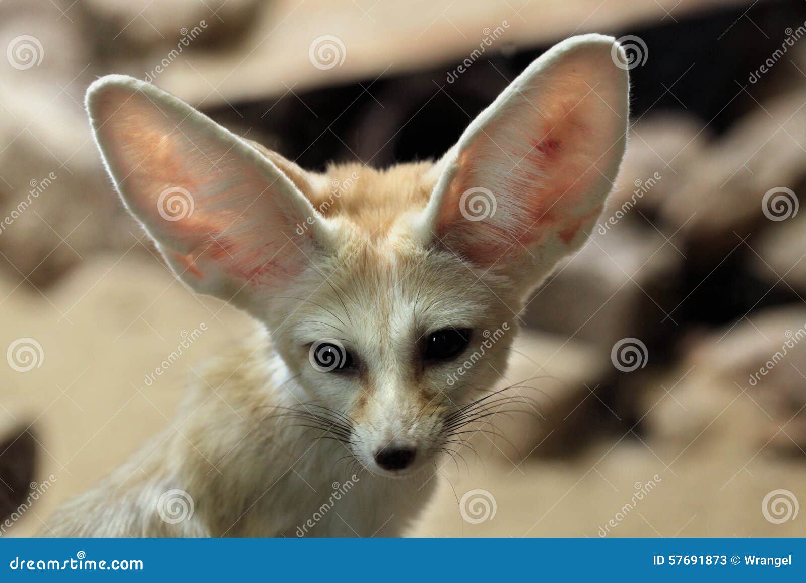 Fennec fox (Vulpes zerda). stock image. Image of nocturnal - 57691873