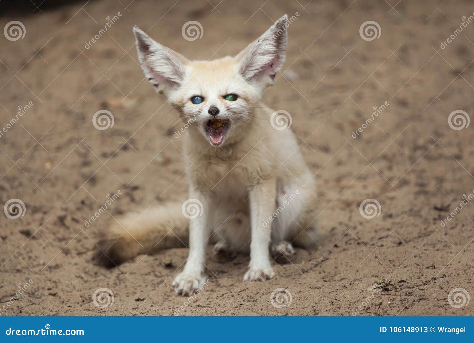Fennec fox Vulpes zerda. stock image. Image of natural - 106148913