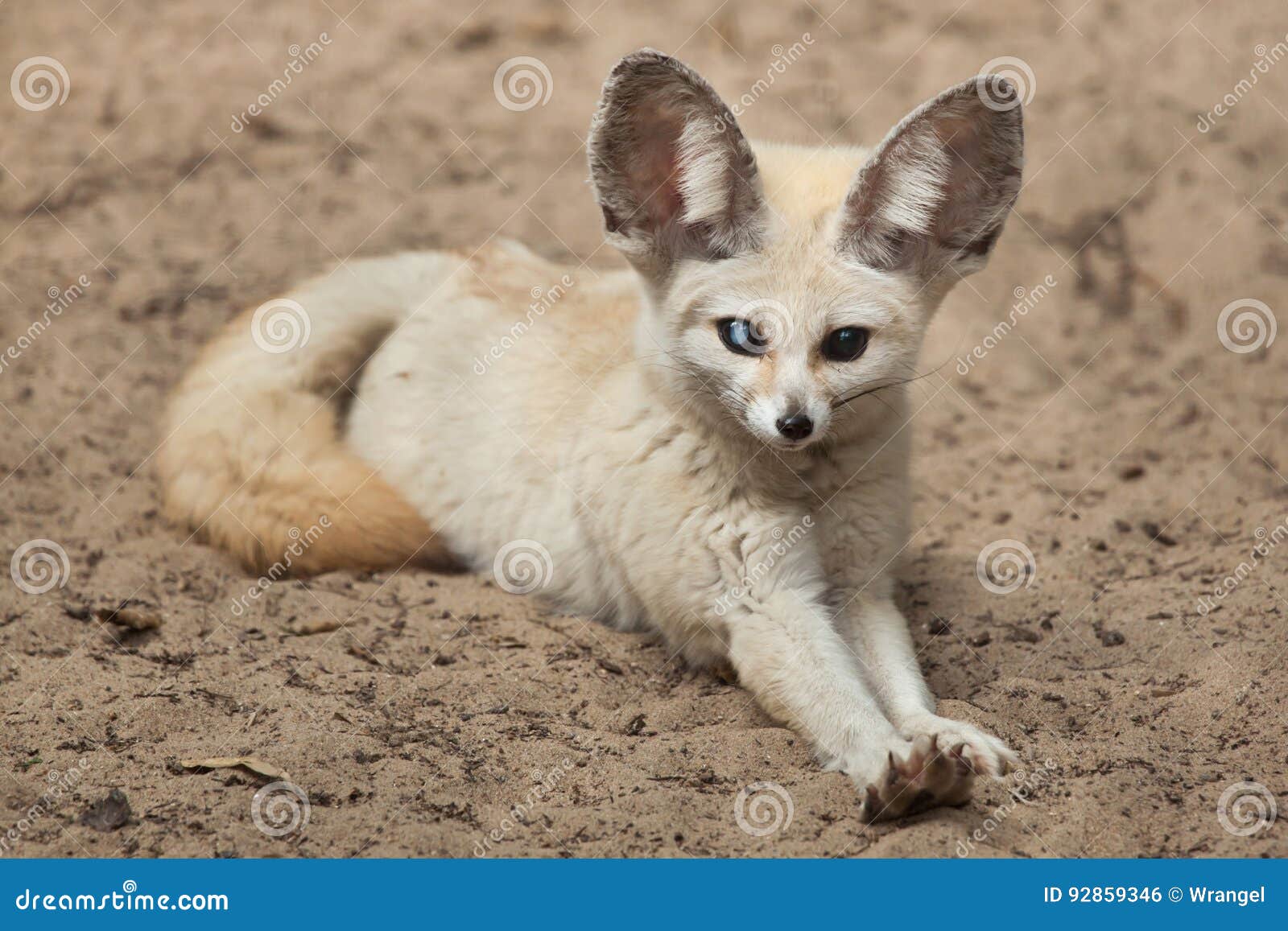 Fennec fox Vulpes zerda. stock photo. Image of carnivora - 92859346