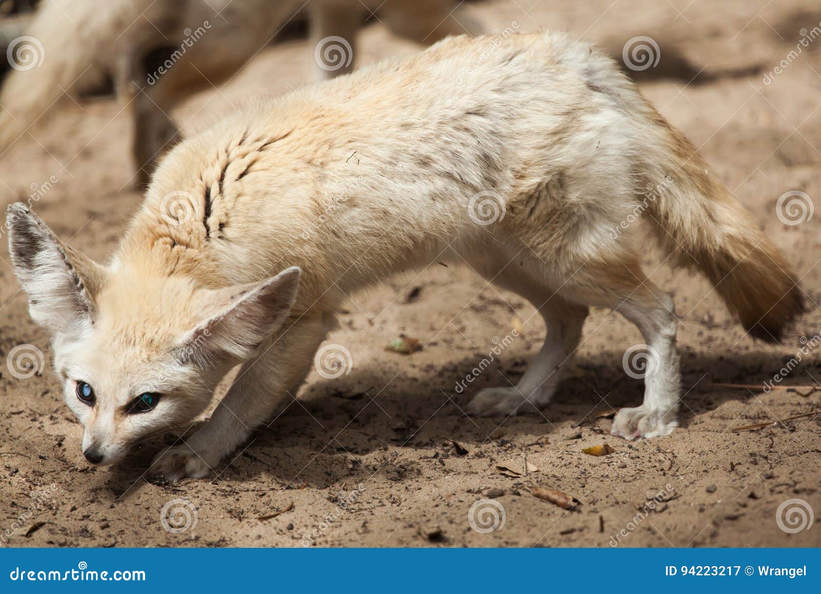 Fennec fox Vulpes zerda. stock image. Image of desert - 94223217
