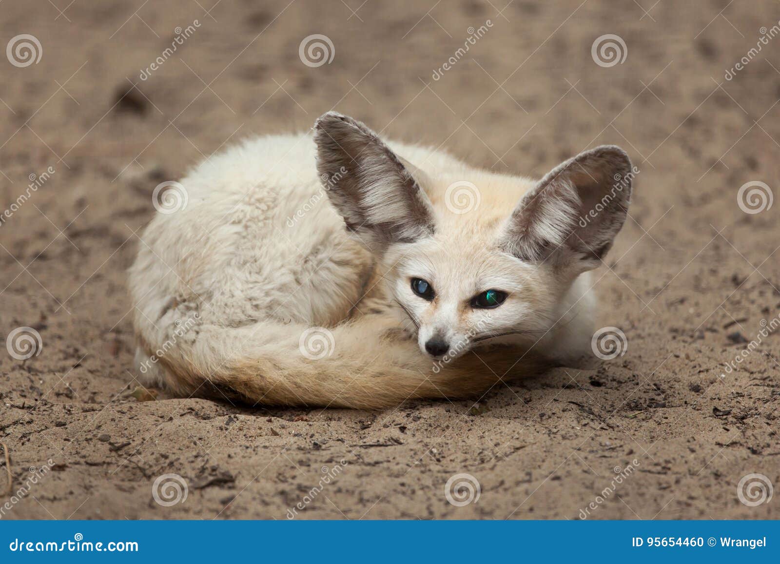Fennec fox Vulpes zerda. stock photo. Image of african - 95654460