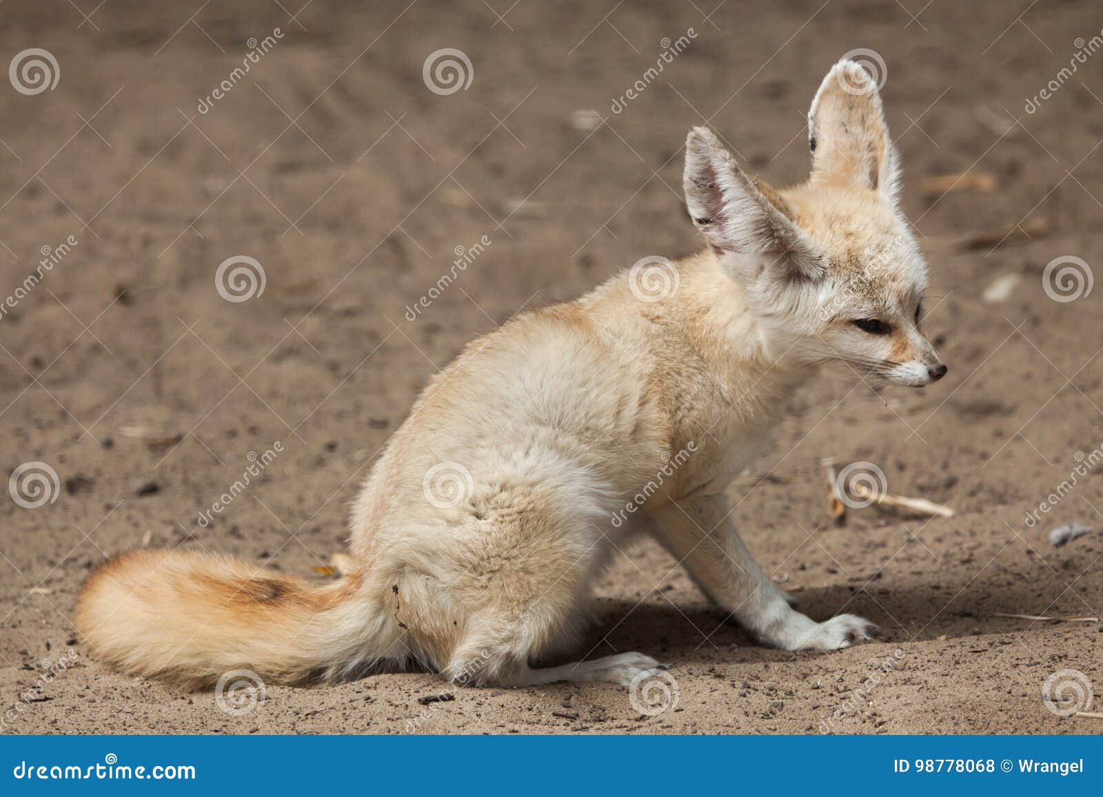 Fennec fox Vulpes zerda. stock photo. Image of natural - 98778068