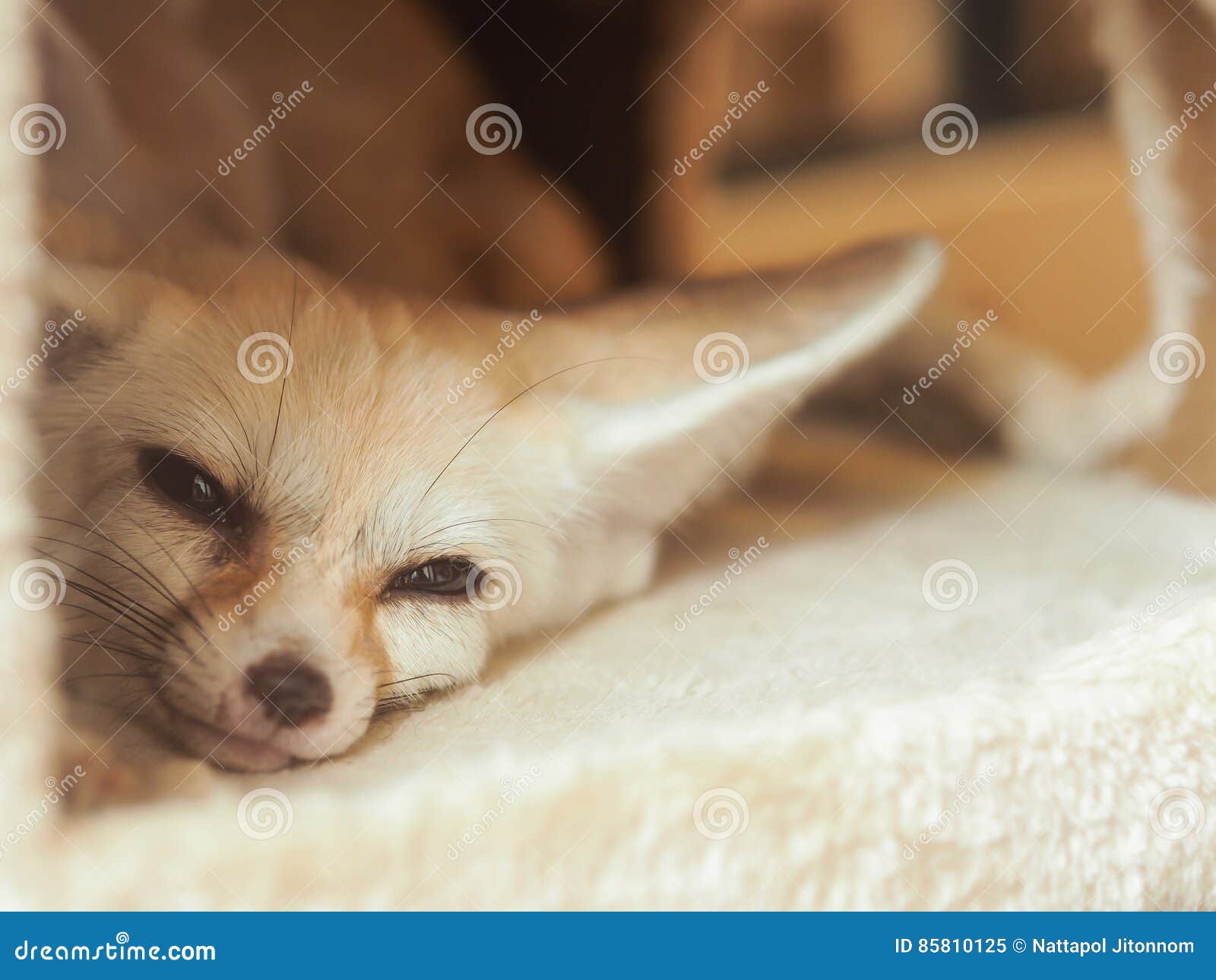 Fennec Fox Waking Up in Fluffy Pet House Stock Image - Image of hair ...