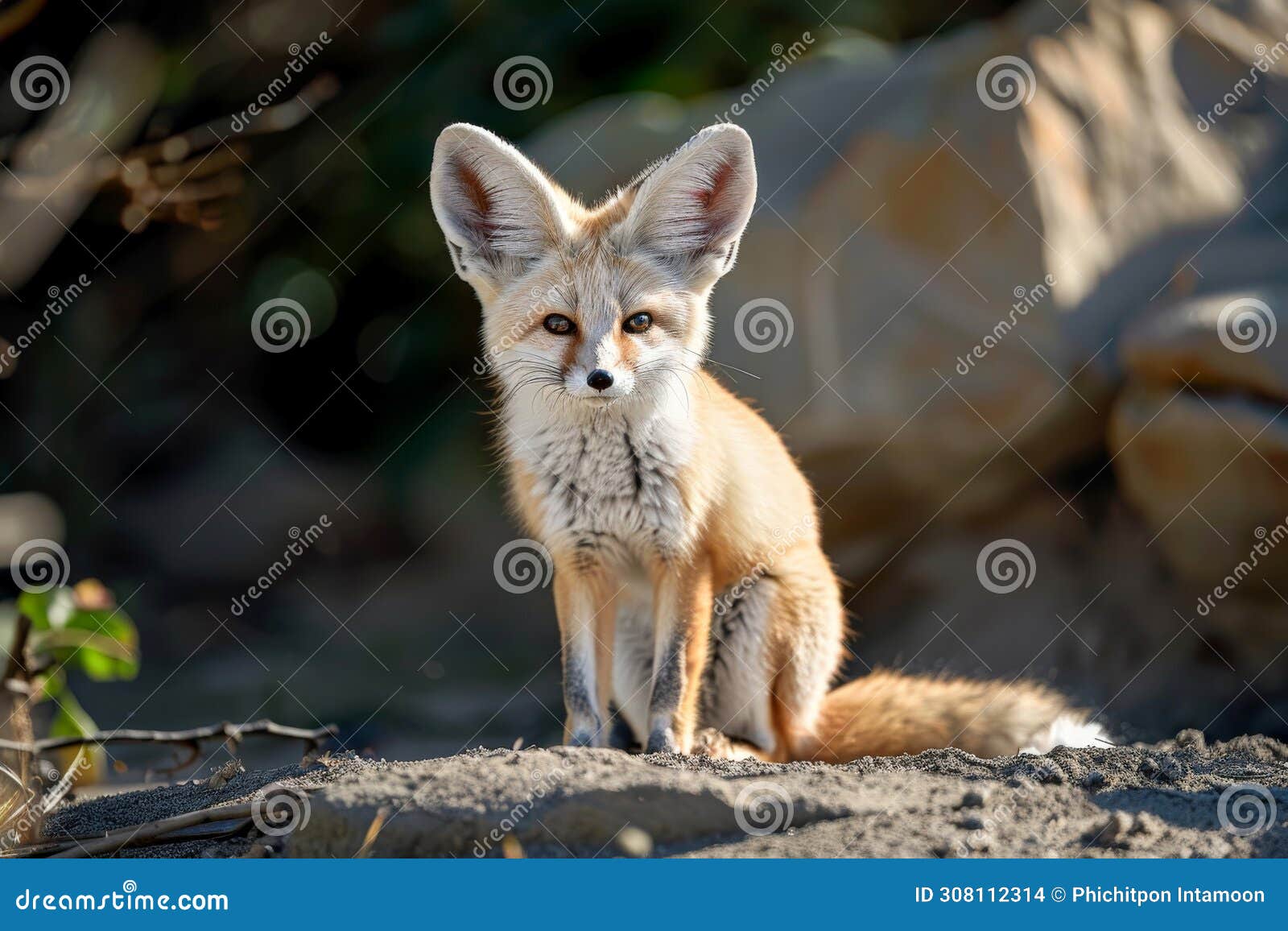 Fennec Fox is Walking on Green Natural Background . Ai Generative Stock ...
