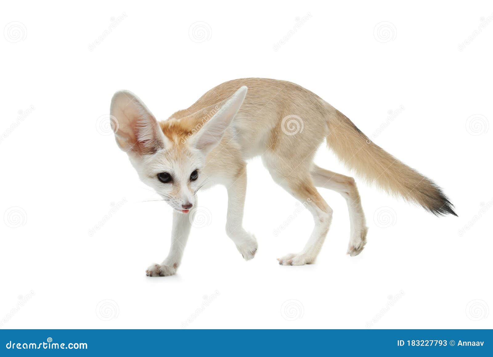 Fennec Fox On A White Background In Studio Royalty-Free Stock Photo ...