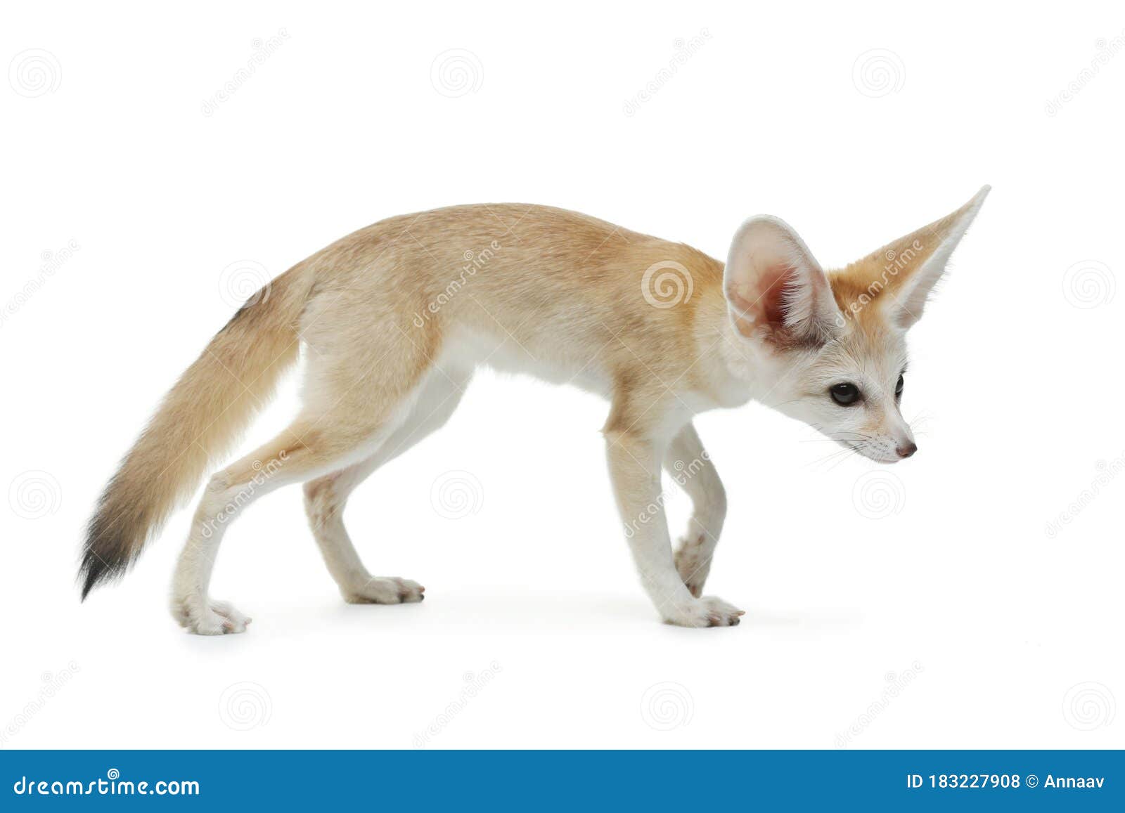 Fennec Fox On A White Background In Studio Royalty-Free Stock Photo ...