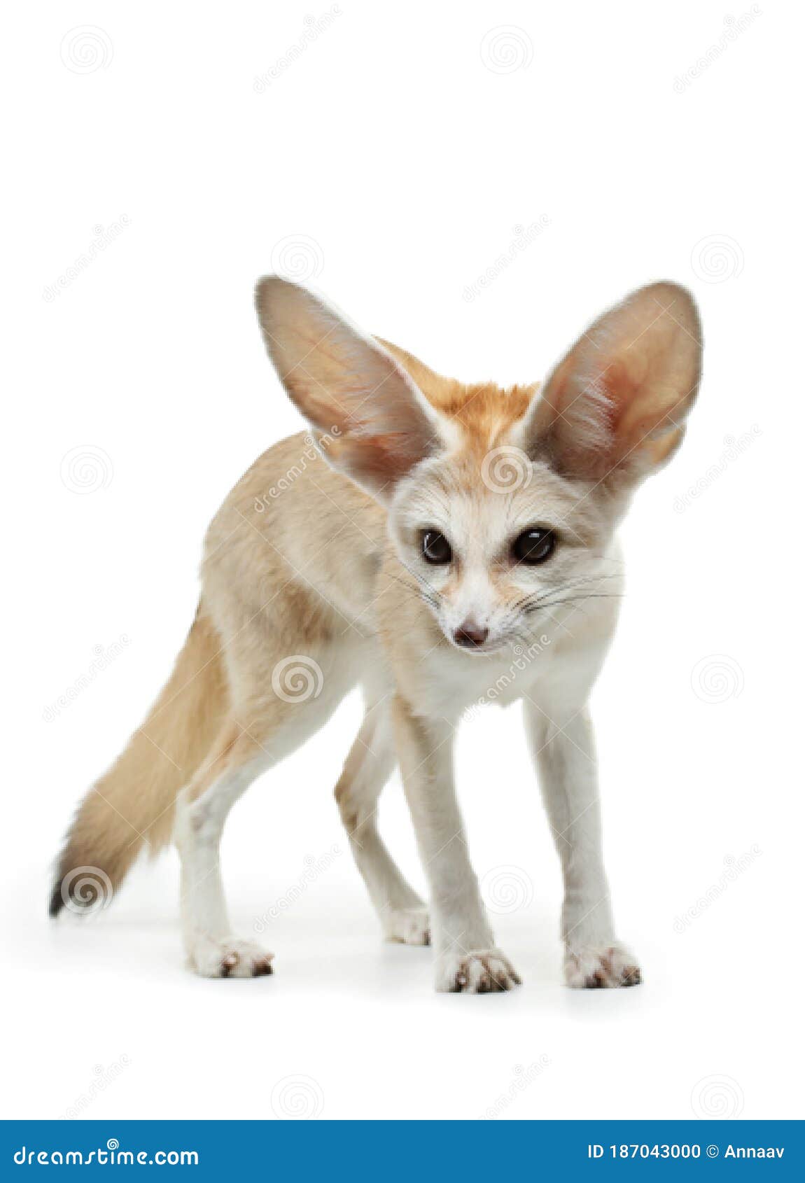 Fennec Fox on a White Background in Studio Stock Photo - Image of cute ...