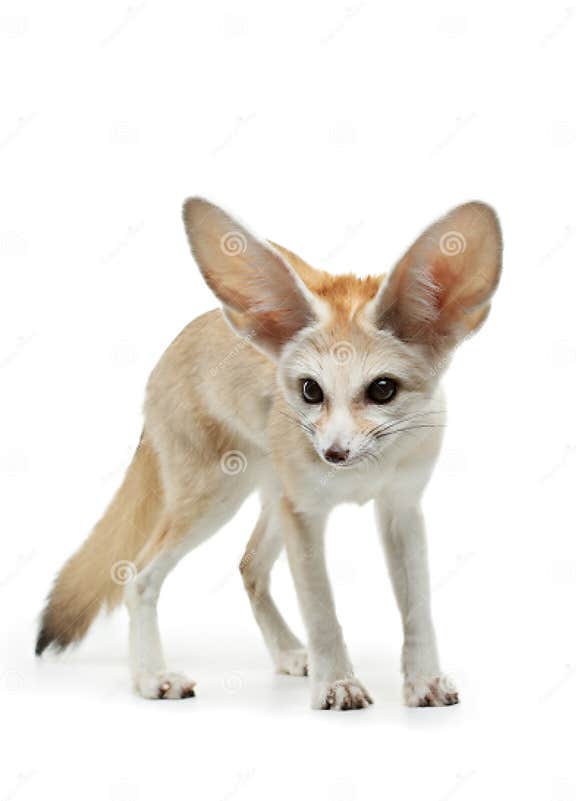 Fennec Fox on a White Background in Studio Stock Photo - Image of cute ...
