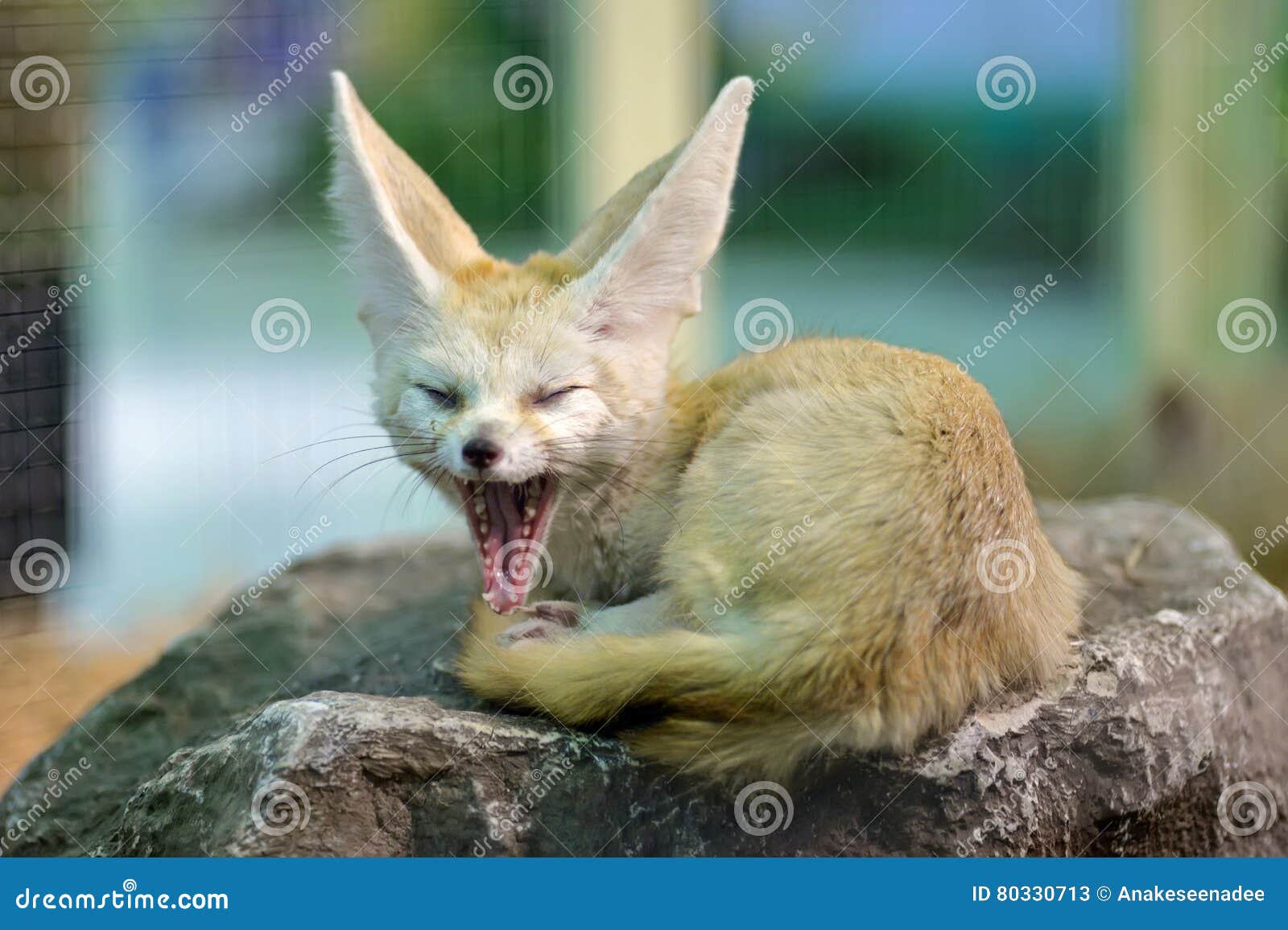 Fennec Fox stock image. Image of color, close, vulpes - 80330713