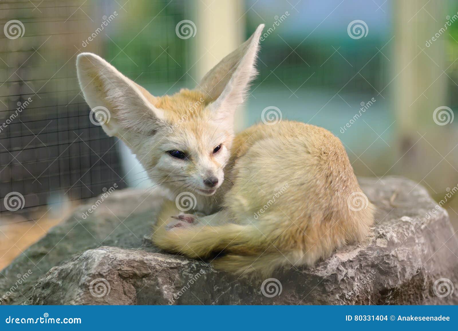 White Fennec Fox Or Desert Fox With Big Ear Royalty-Free Stock ...