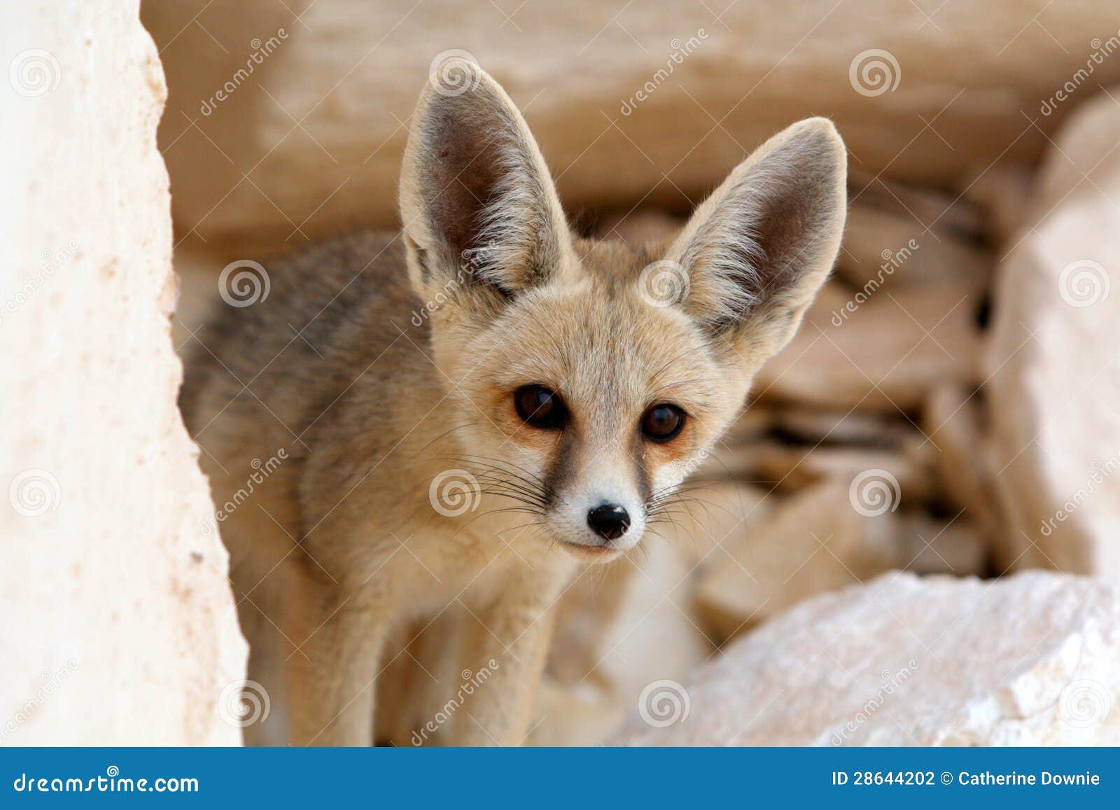 A Fennec Fox in the White Desert, Egypt Stock Photo - Image of white ...