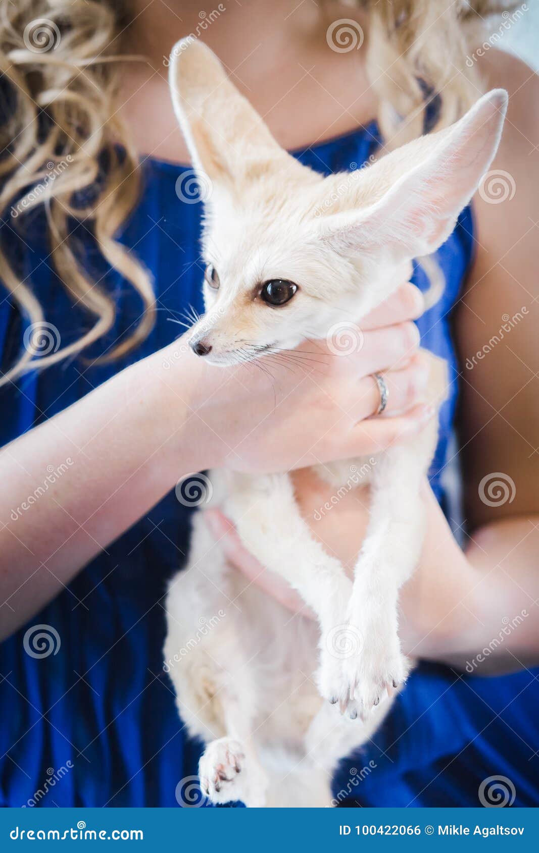 Fennec fox on woman hands stock photo. Image of listening - 100422066