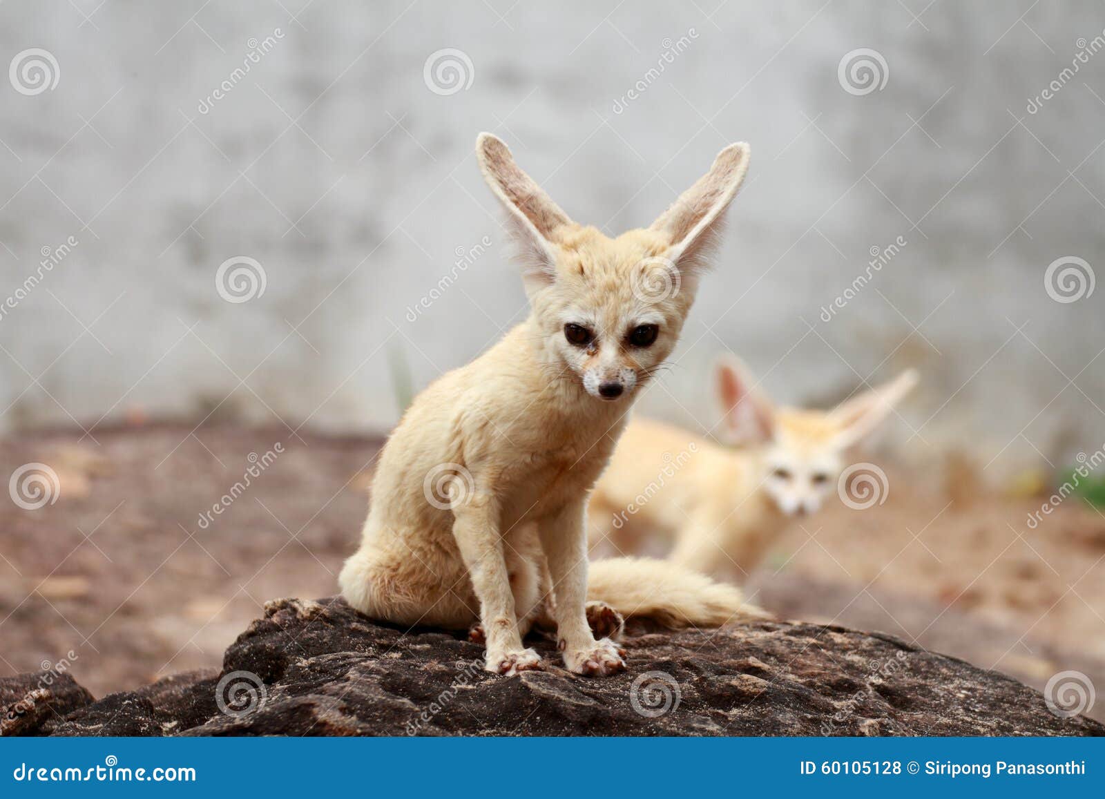 Fennec fox stock photo. Image of travel, mammal, thailand - 60105128