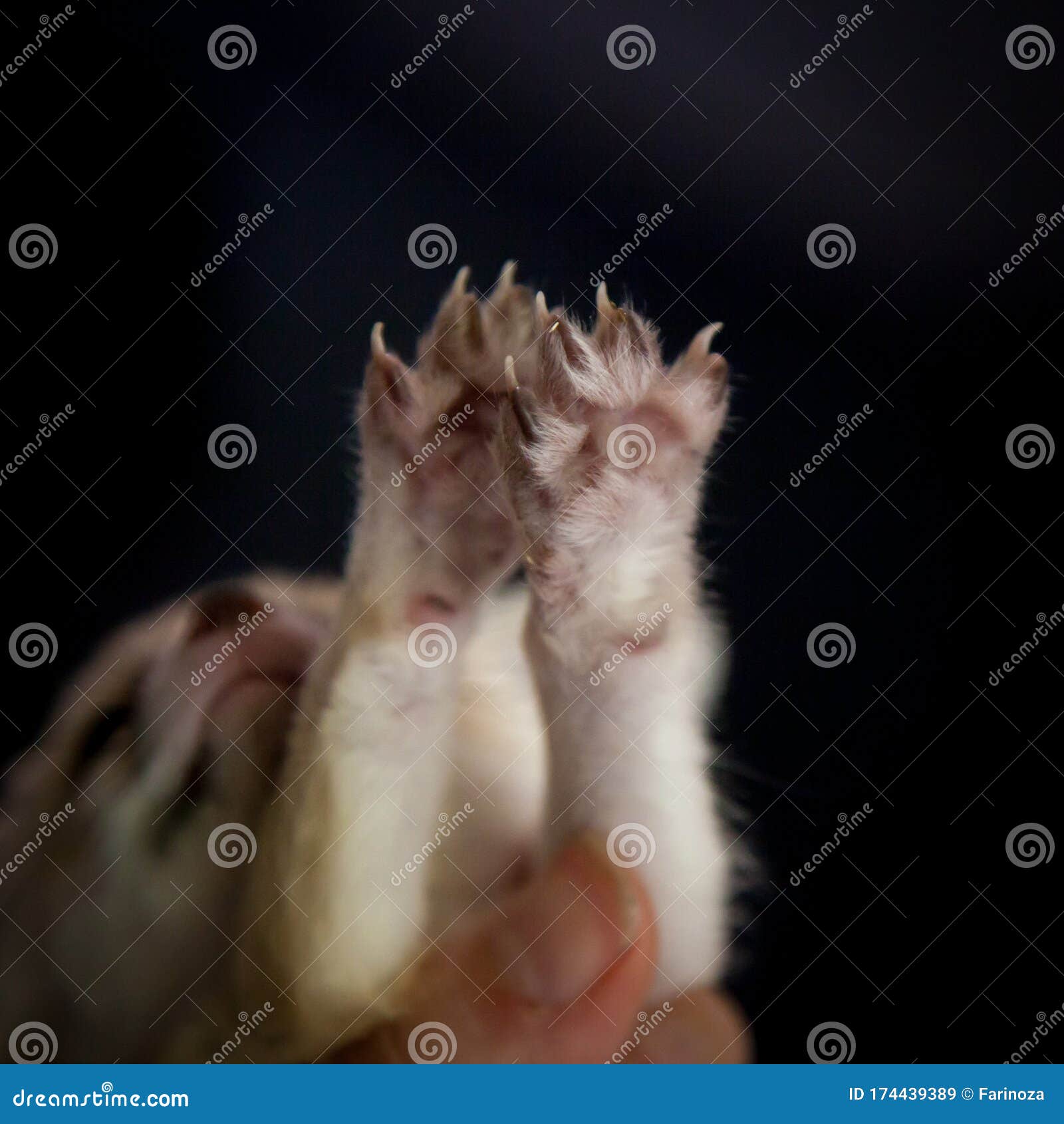 Fennec Foxes Paws on Black with Human Hands Stock Image - Image of ...