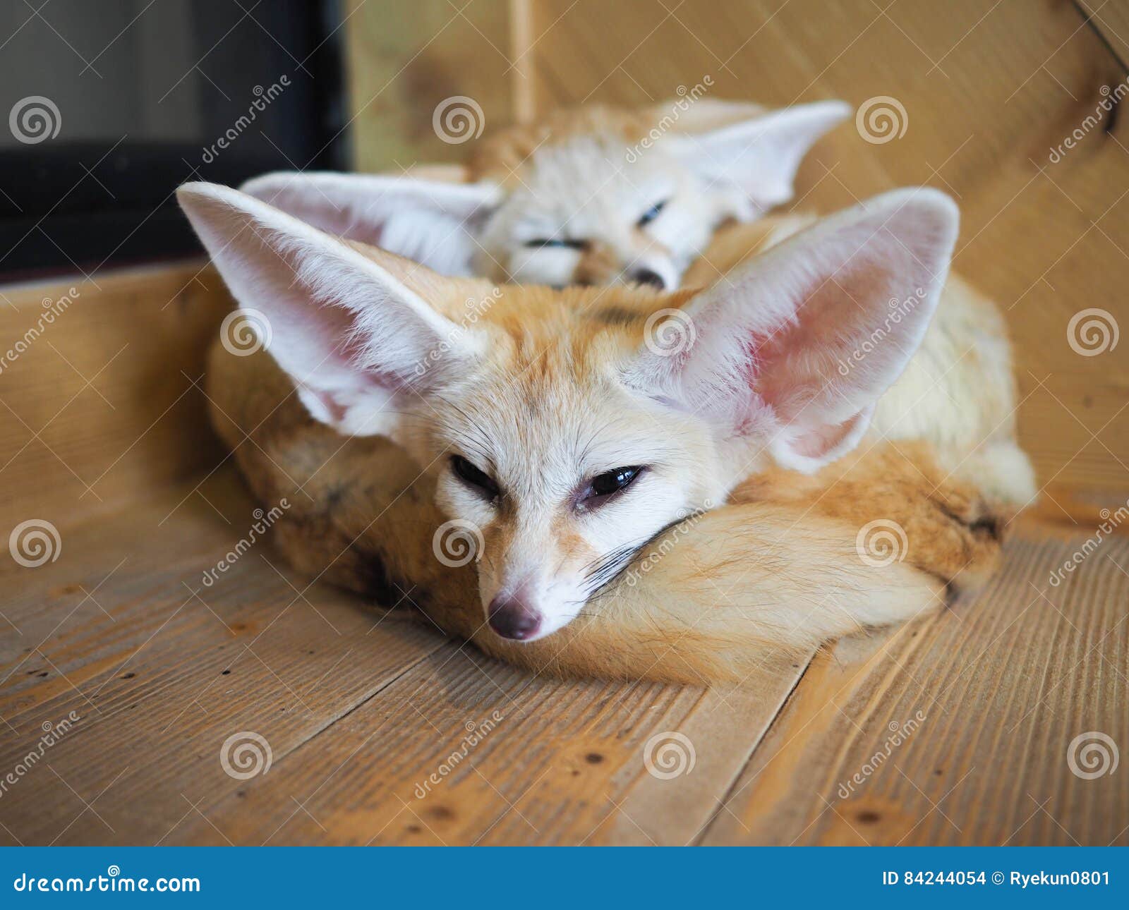 Fennec foxes stock photo. Image of pets, mammals, foxes - 84244054