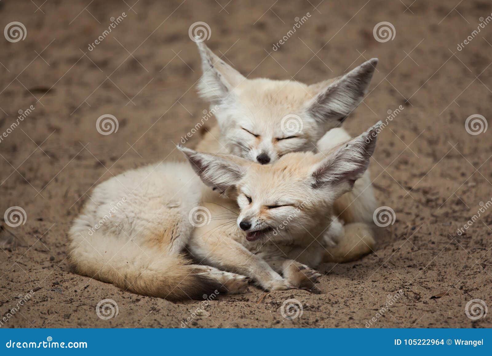 Fennec foxes Vulpes zerda. stock photo. Image of canid - 105222964