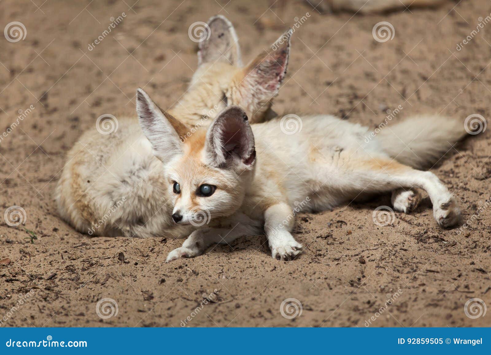 Fennec foxes Vulpes zerda. stock image. Image of canids - 92859505