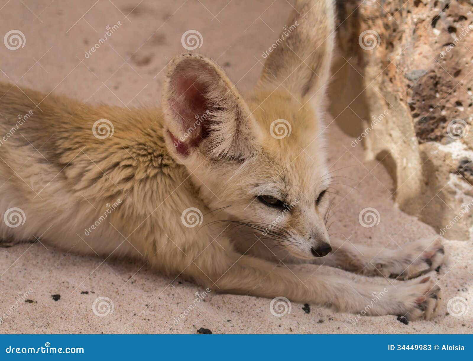 Fennec stretches his legs stock image. Image of brown - 34449983