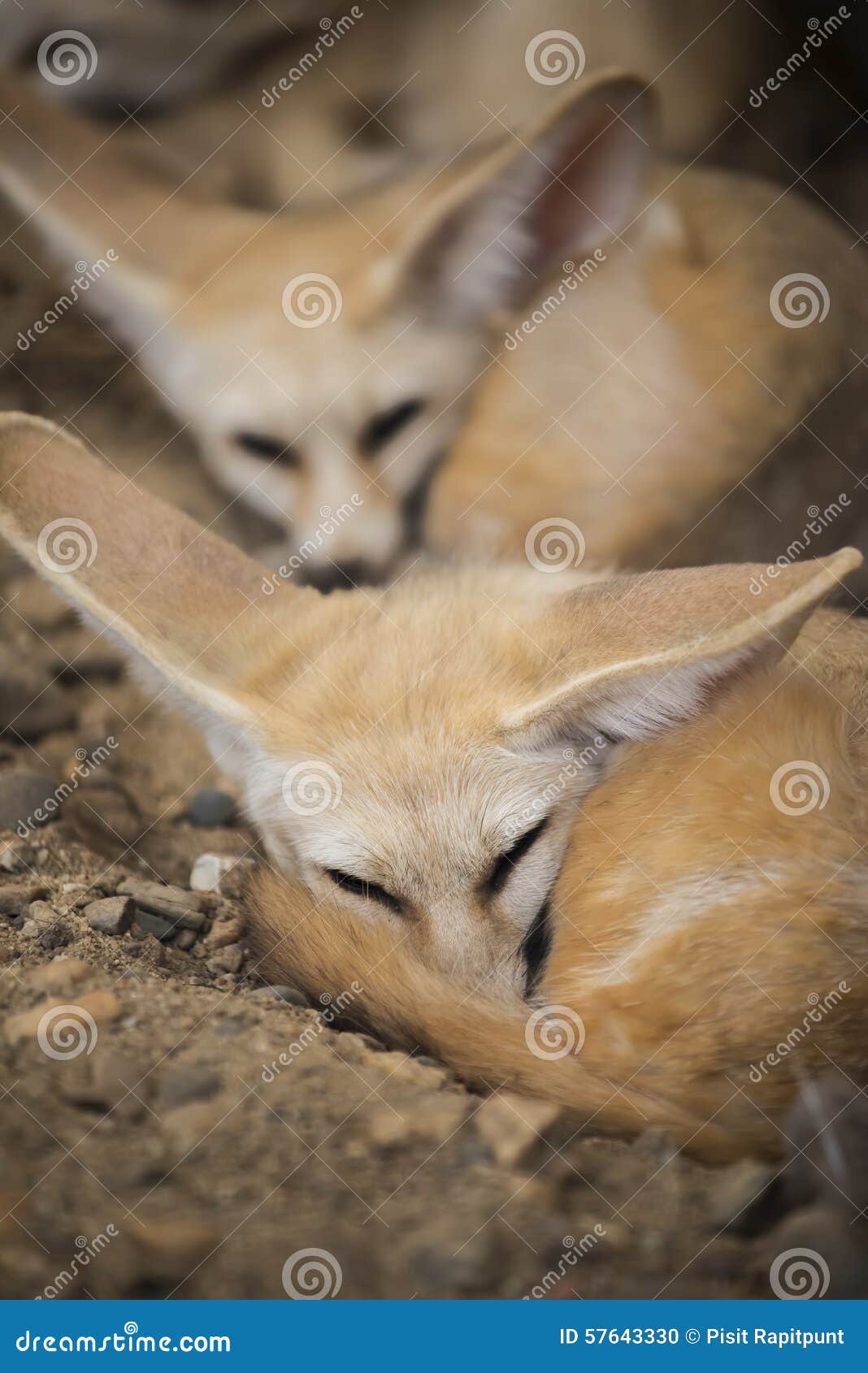 Fennecvos of Van De Woestijnvos Slaap Ter Plaatse Stock Foto - Image of ...
