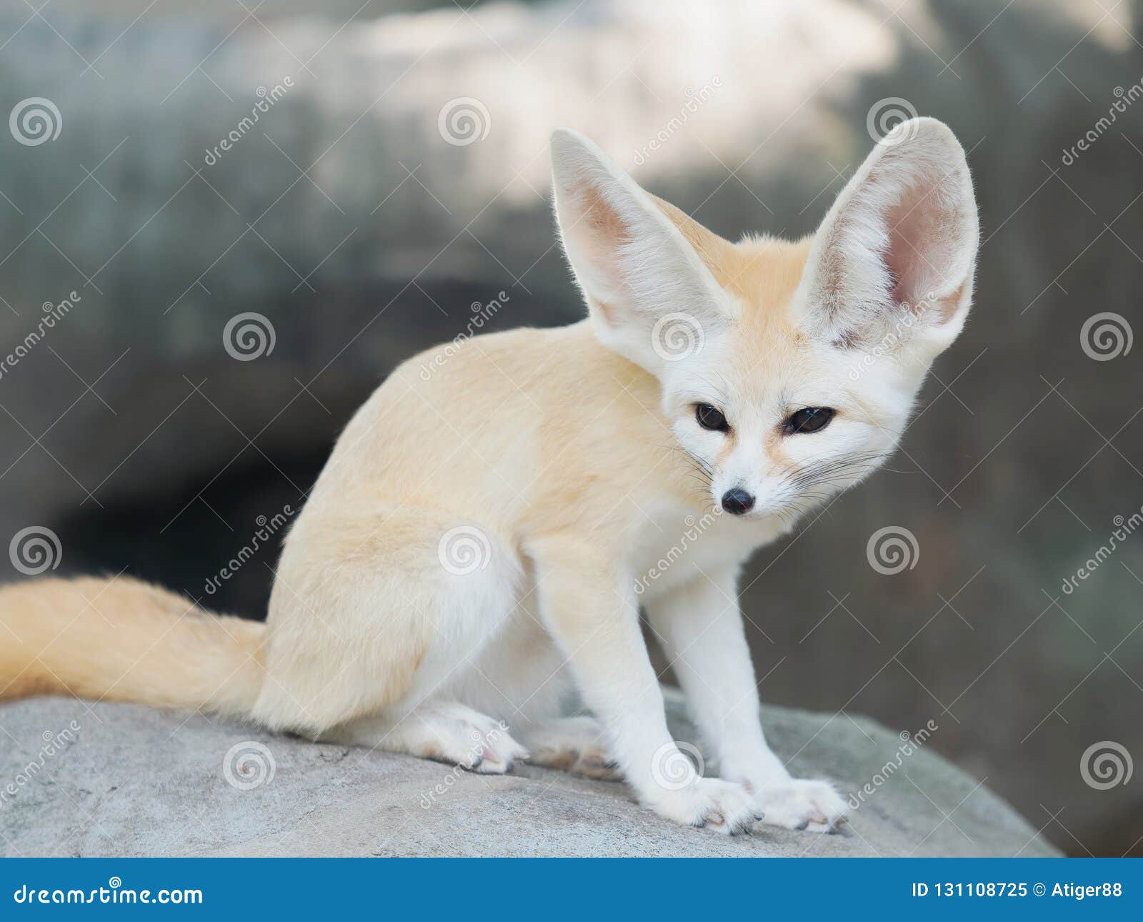 Fennecvos, Woestijnvos, of Vulpes Zerda Stock Afbeelding - Image of ...
