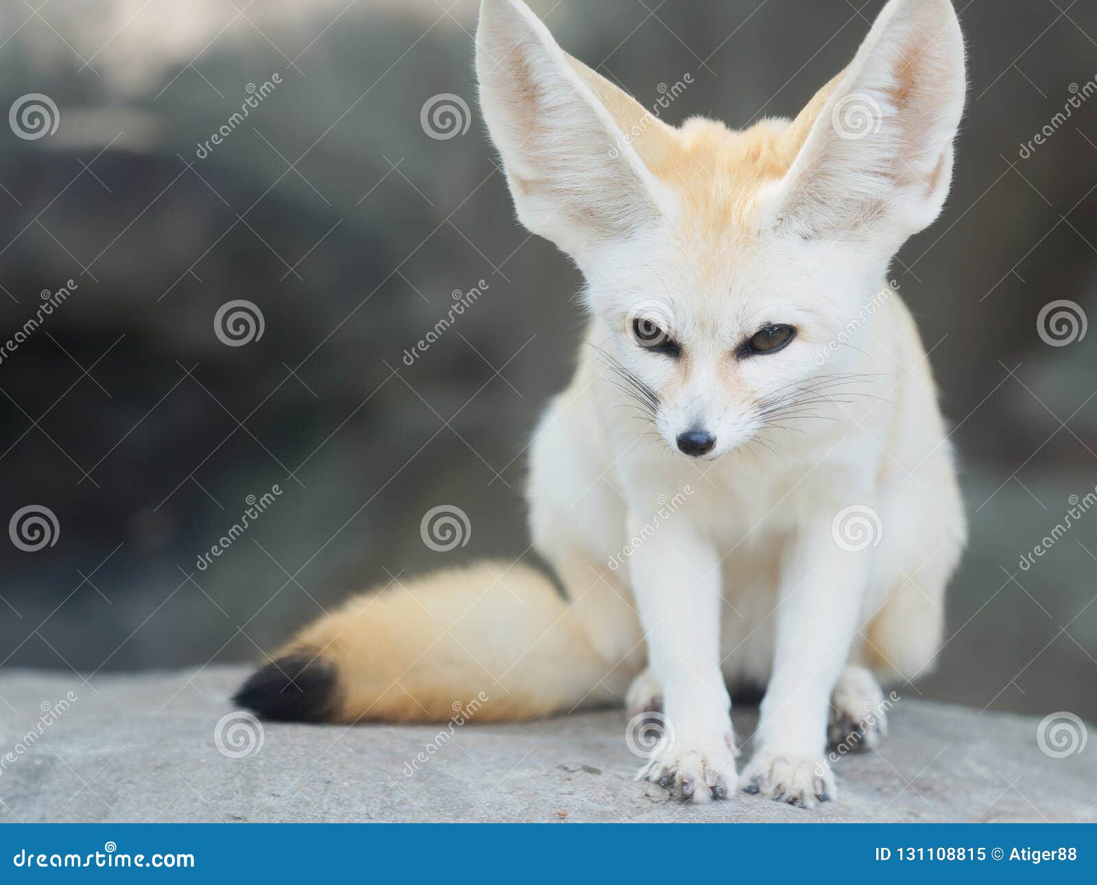 Fennecvos, Woestijnvos, of Vulpes Zerda Stock Afbeelding - Image of ...