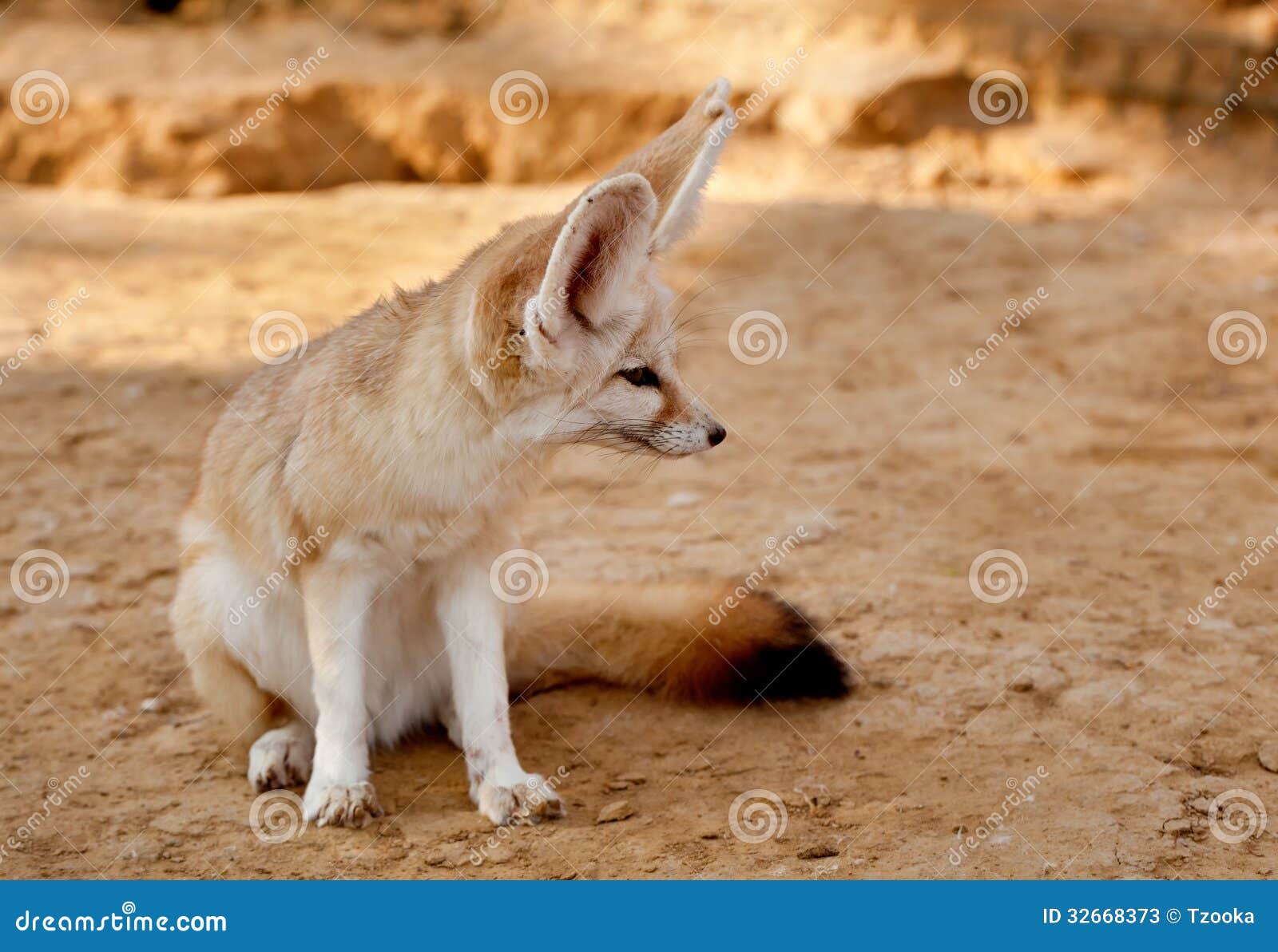 Fennek stockbild. Bild von säugetier, wüste, voll, fuchs - 32668373