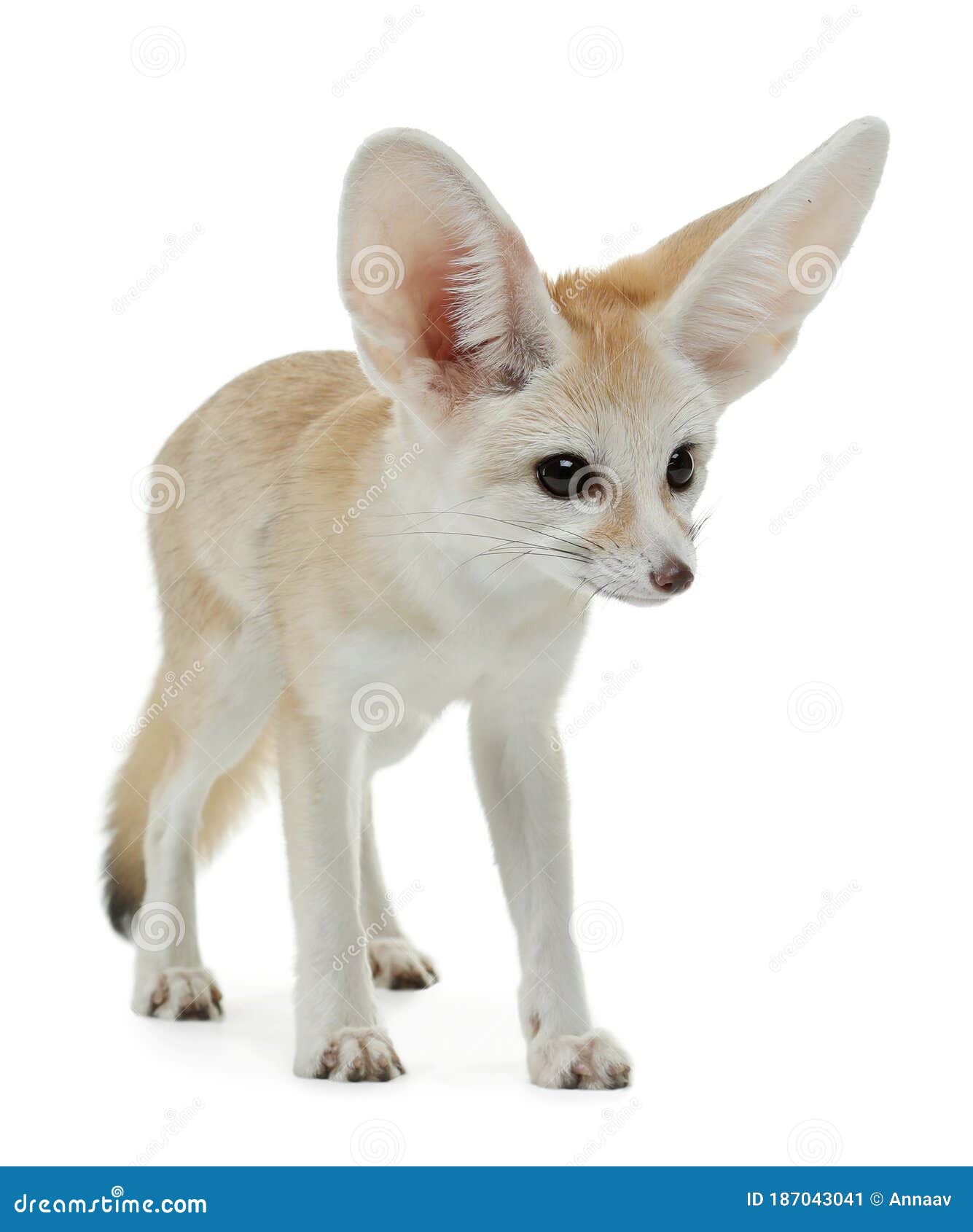 Fennek Auf Einem Weißen Hintergrund Im Studio Stockbild - Bild von ...