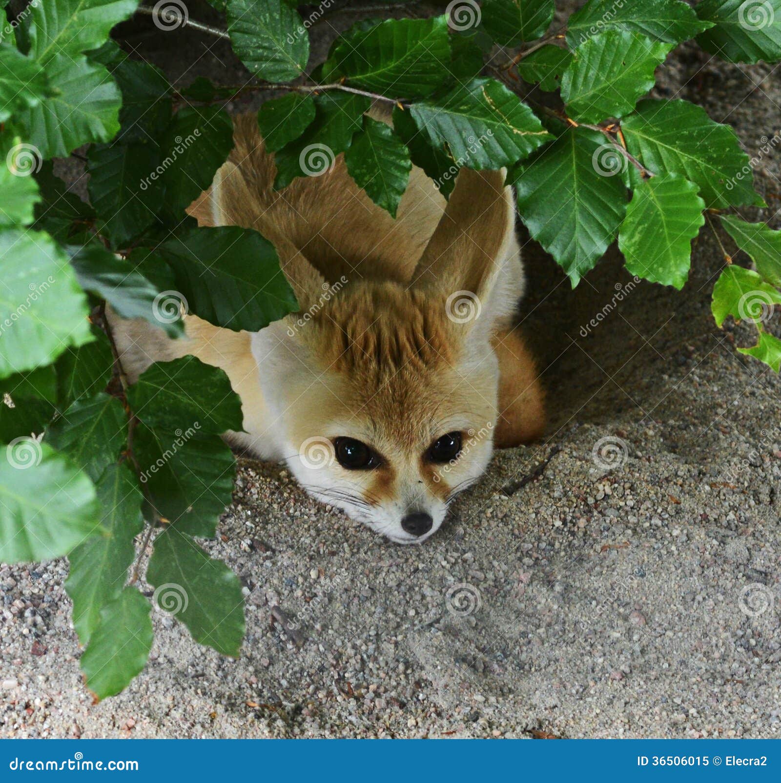 Fennek stock image. Image of fennek, autumn, july, trip - 36506015