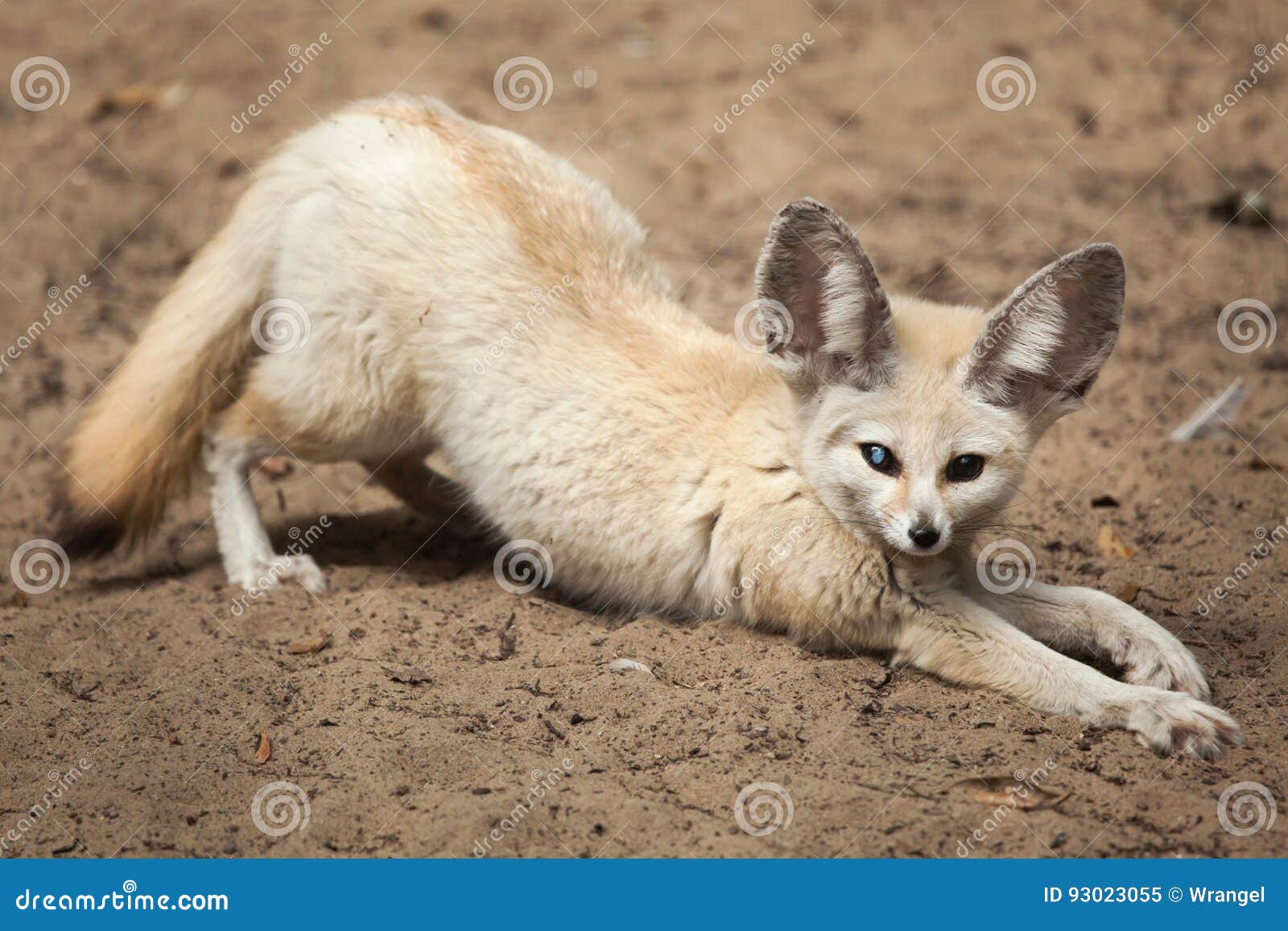 Fennek Vulpes zerda stockbild. Bild von wild, füchse - 93023055